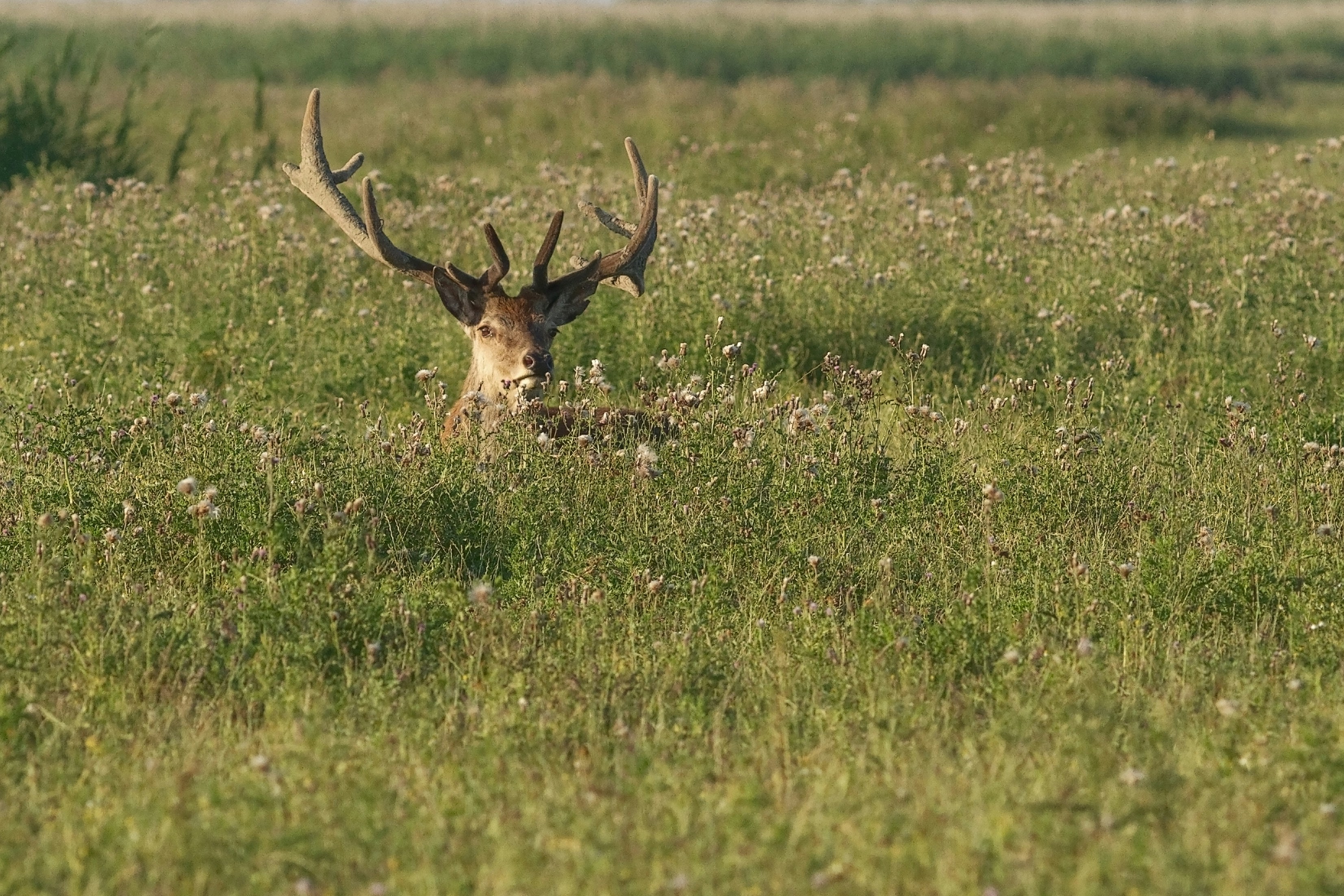 A deer with impressive antlers rests among a field of wildflowers, blending harmoniously with its surroundings.