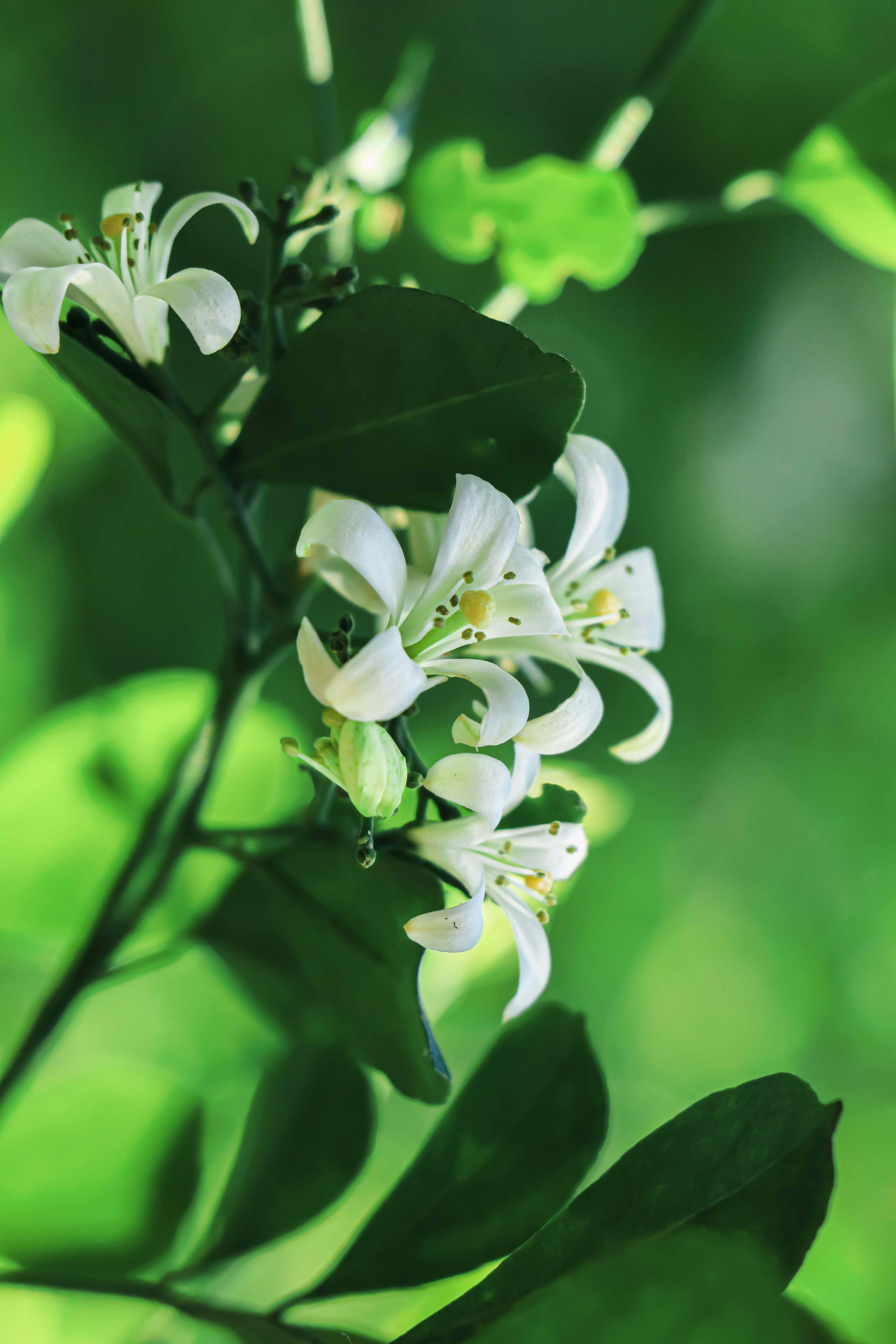 Whispers of White Along a Verdant Vein