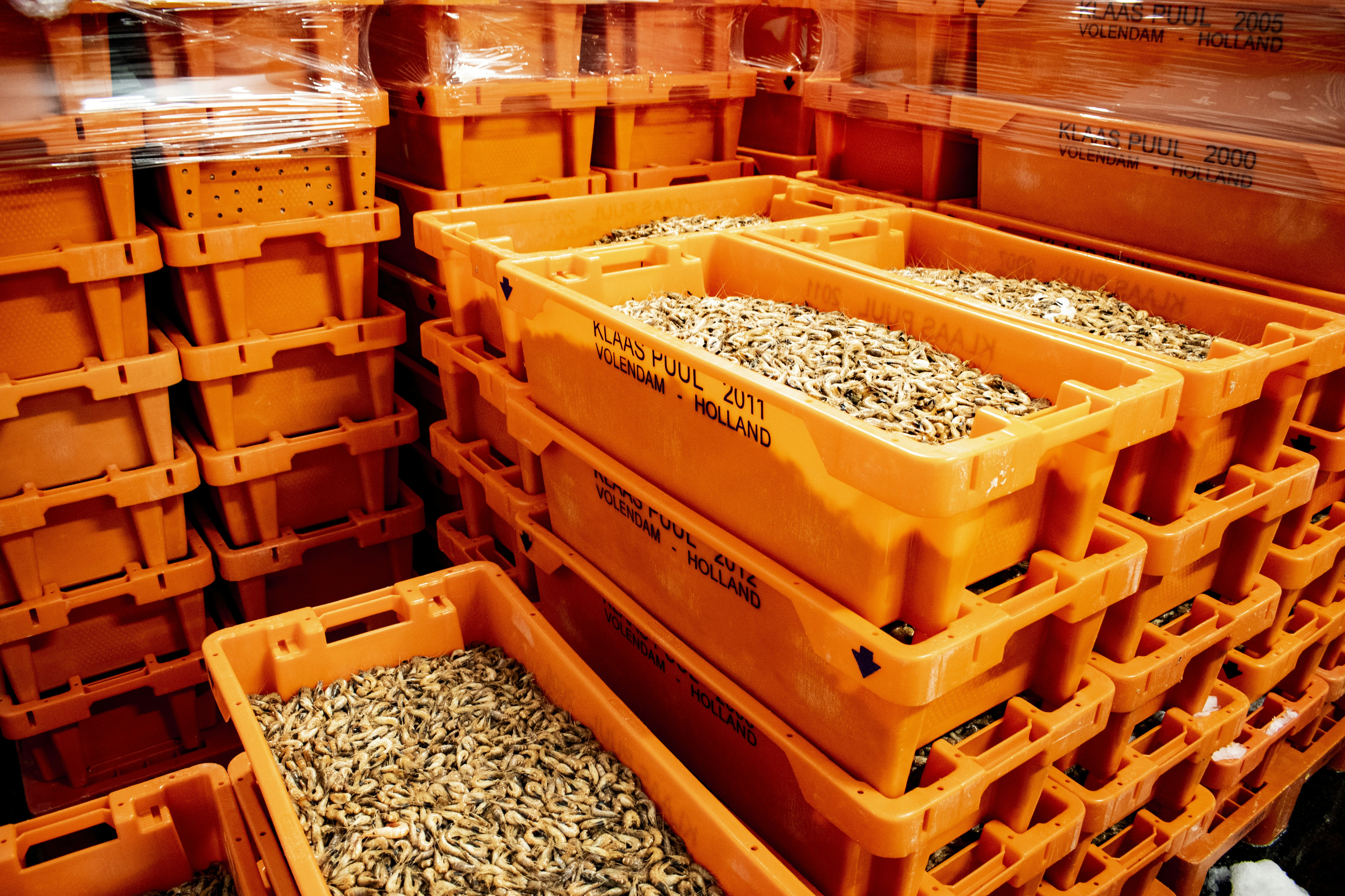 Bright orange crates filled with small seashells stacked in a warehouse.