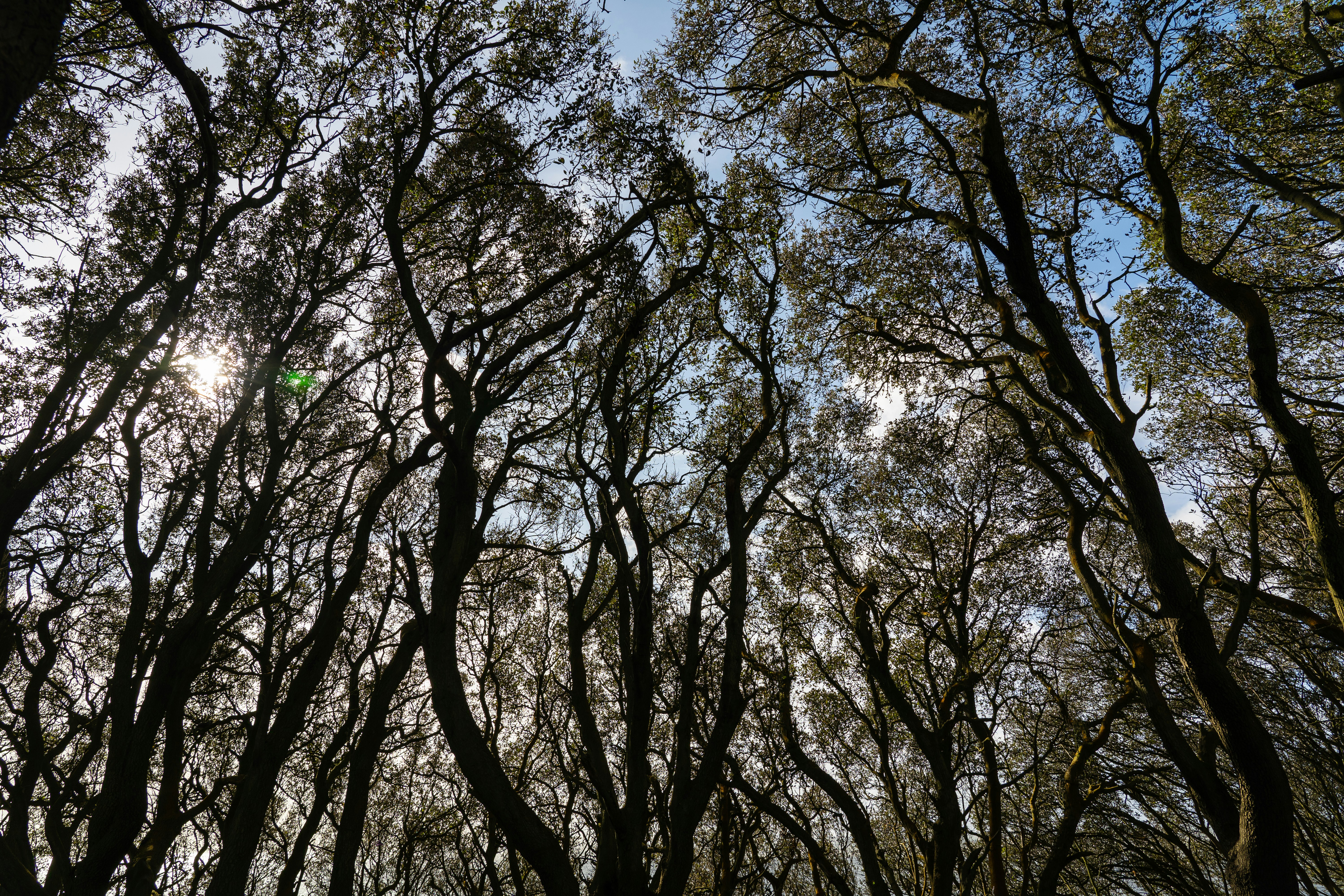 Canopy Constellation: Sunlit Gaps in a Silent Forest