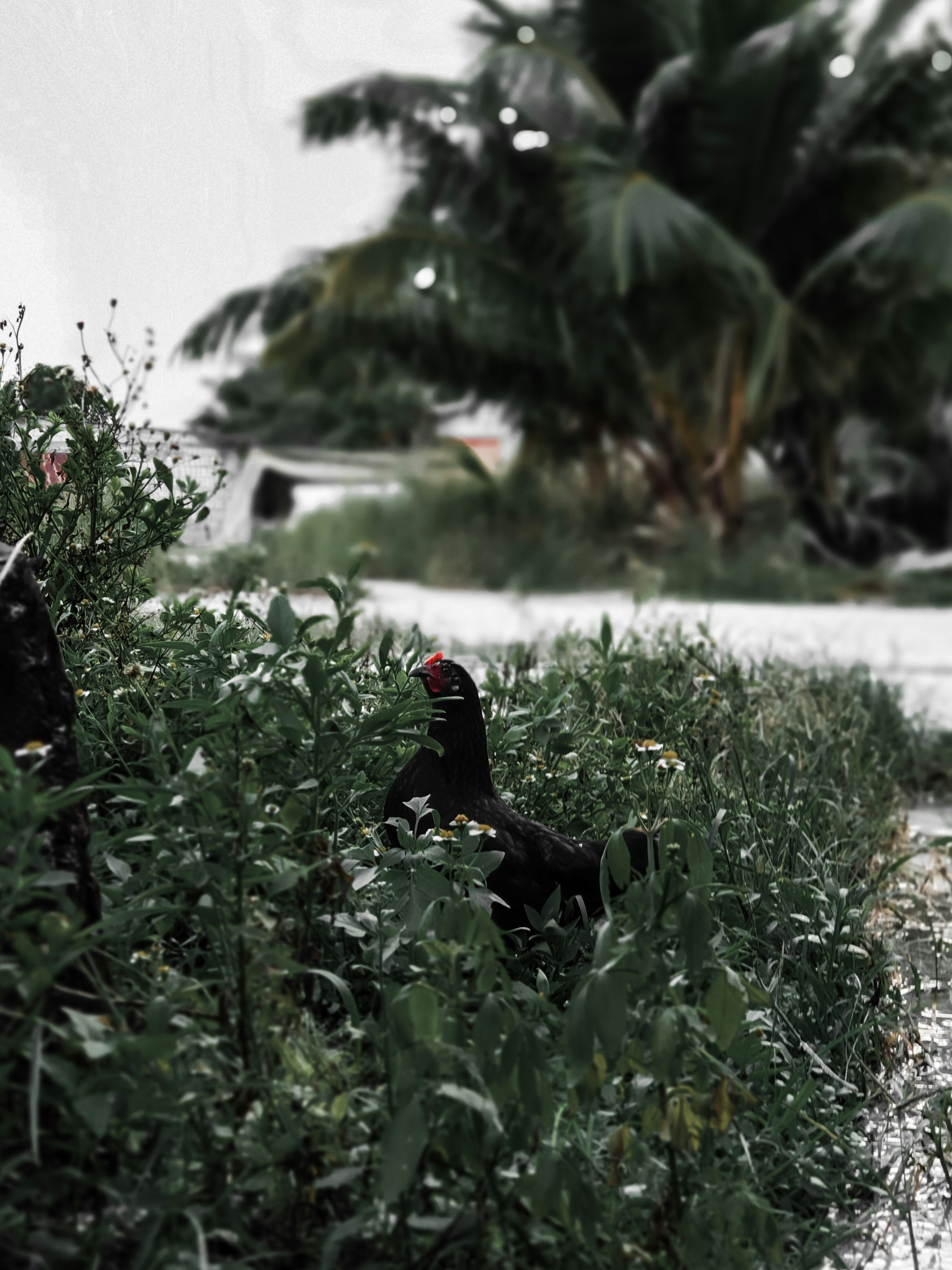 Moorhen Poised in a Garden Verge by a Narrow Waterway
