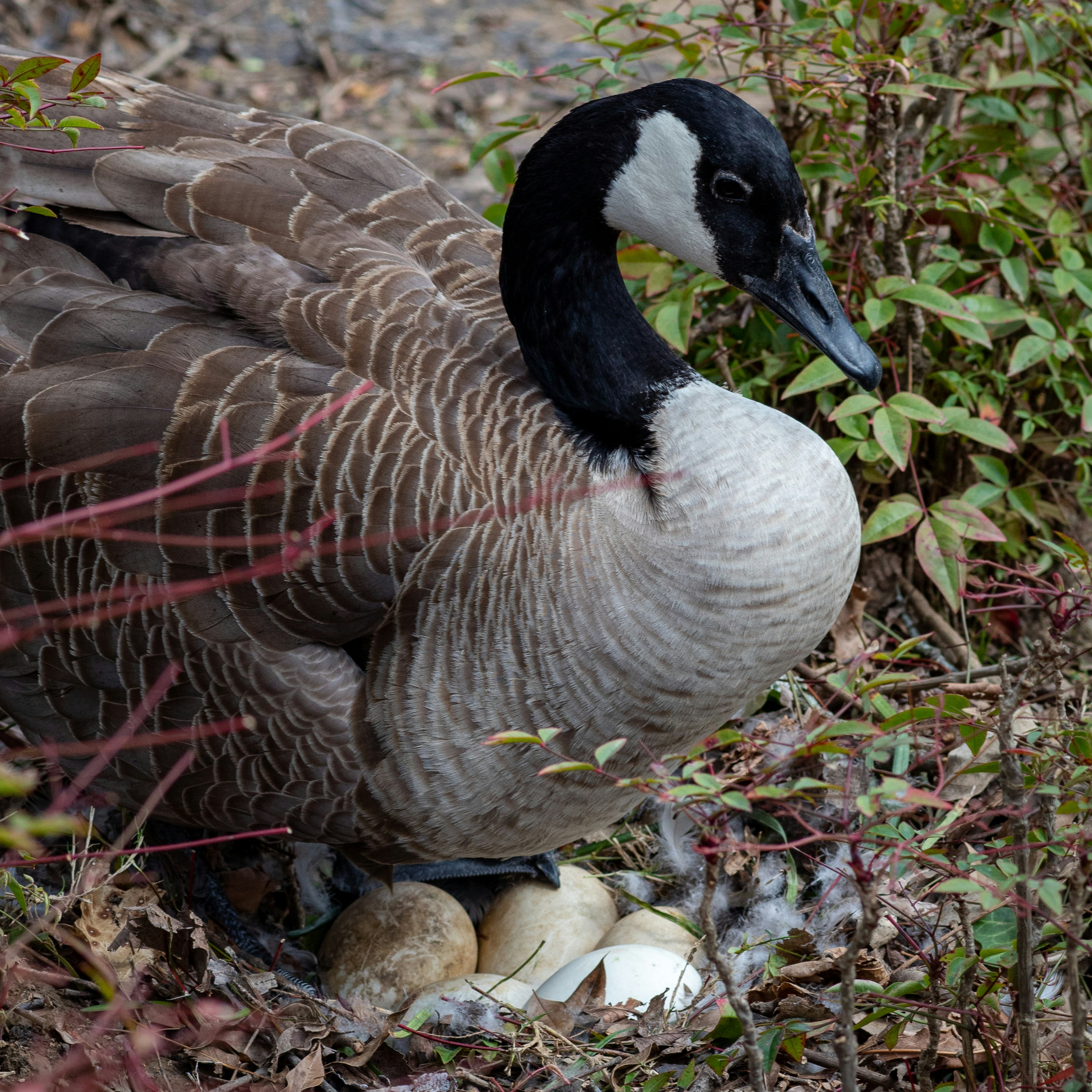 A goose taking care of her eggs at the Memphis Botanic Gardens.