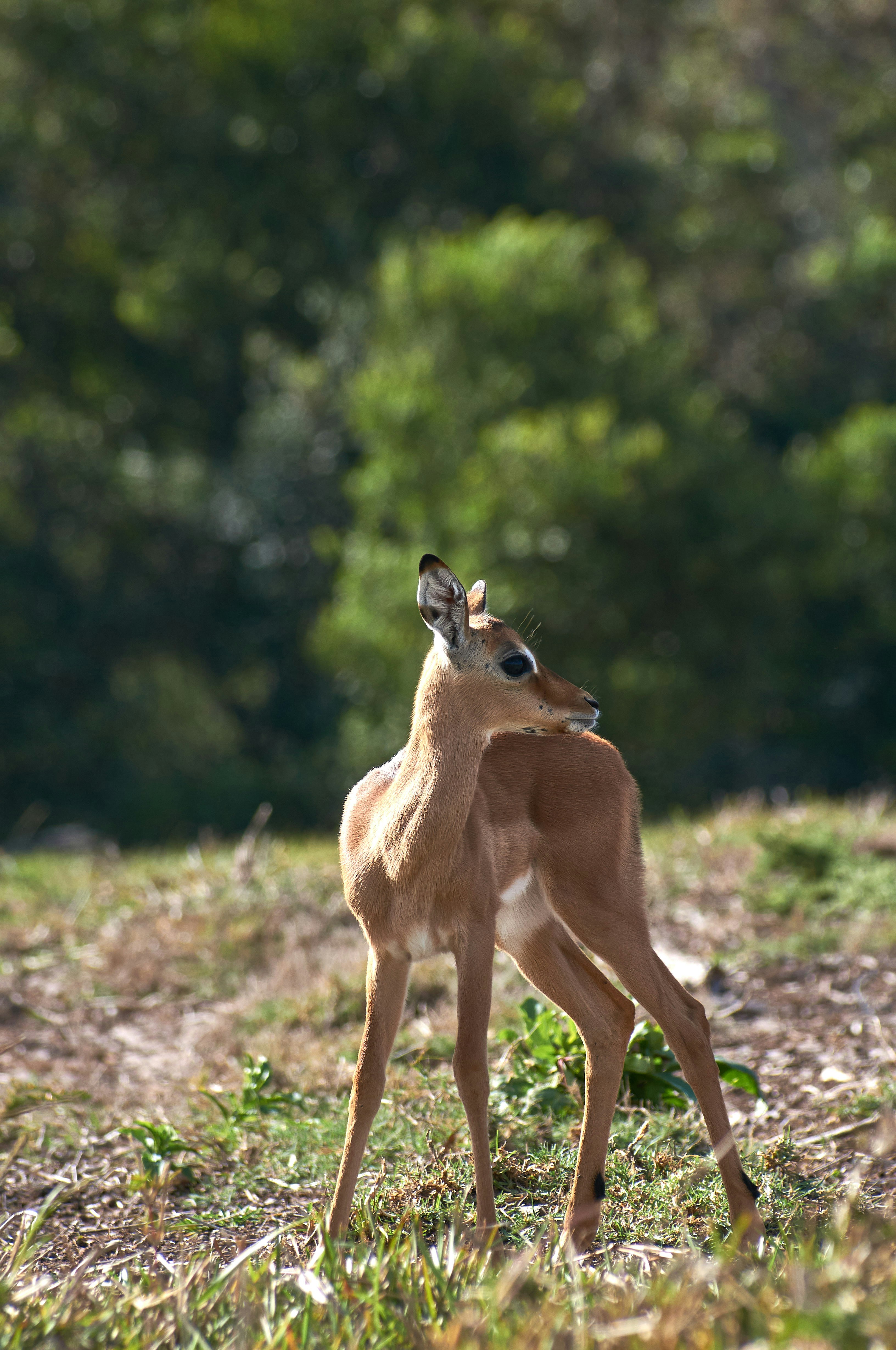 Fawn in the Sunlit Clearing