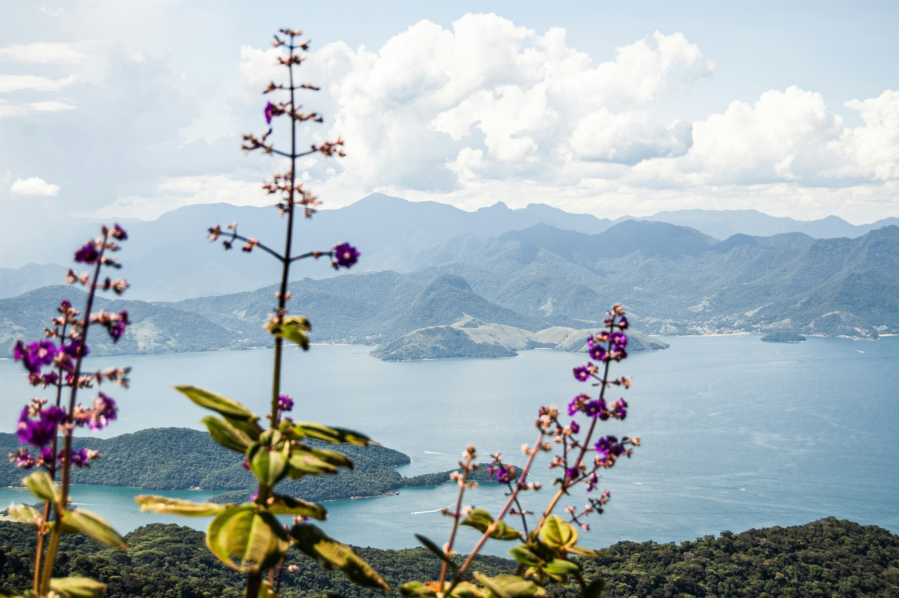 Flower Landscape Pictures | Download Free Images on Unsplash