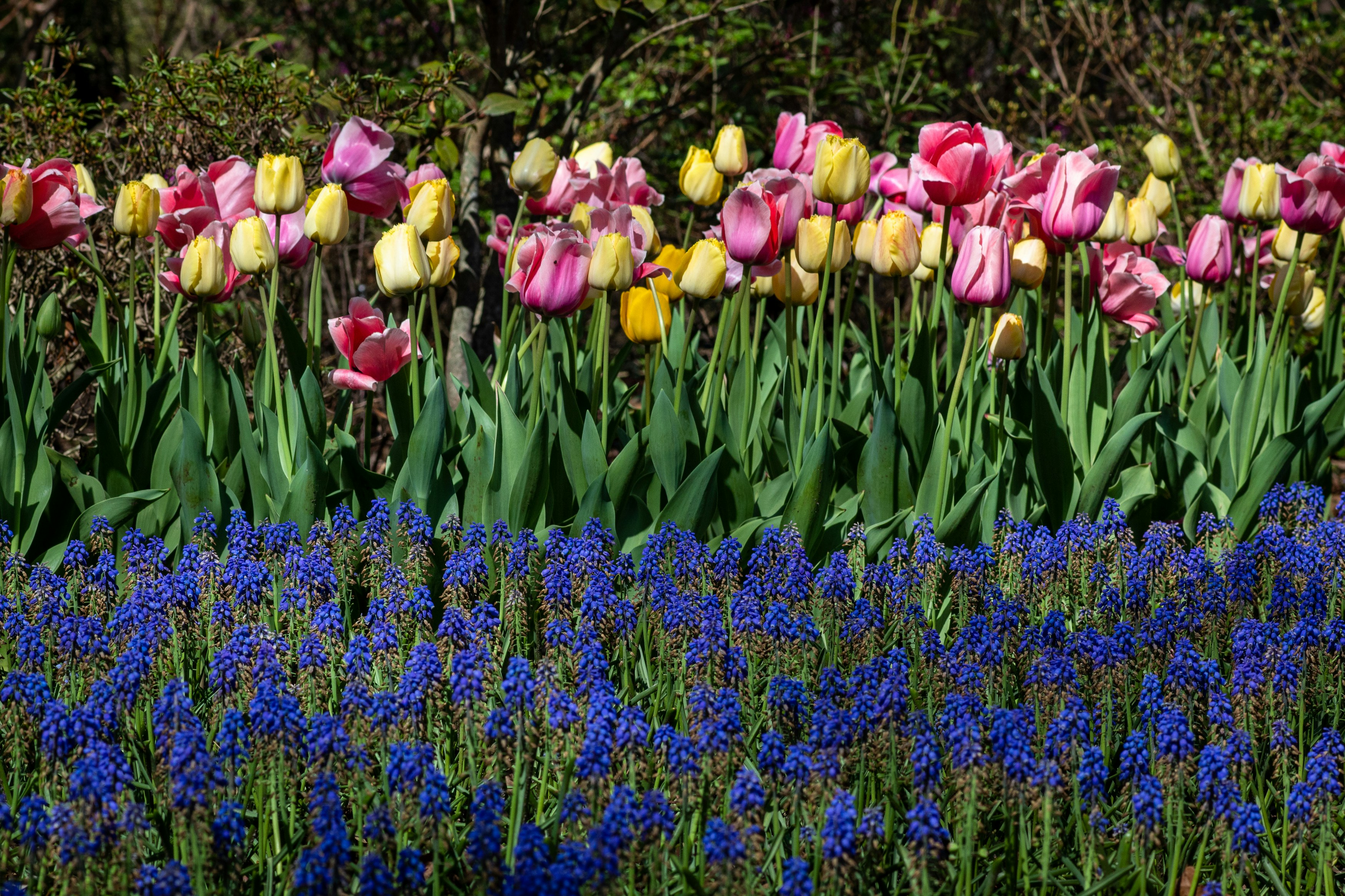 Vibrant tulips in shades of pink and yellow rise above a lush bed of blue grape hyacinths, showcasing the beauty of spring flora.