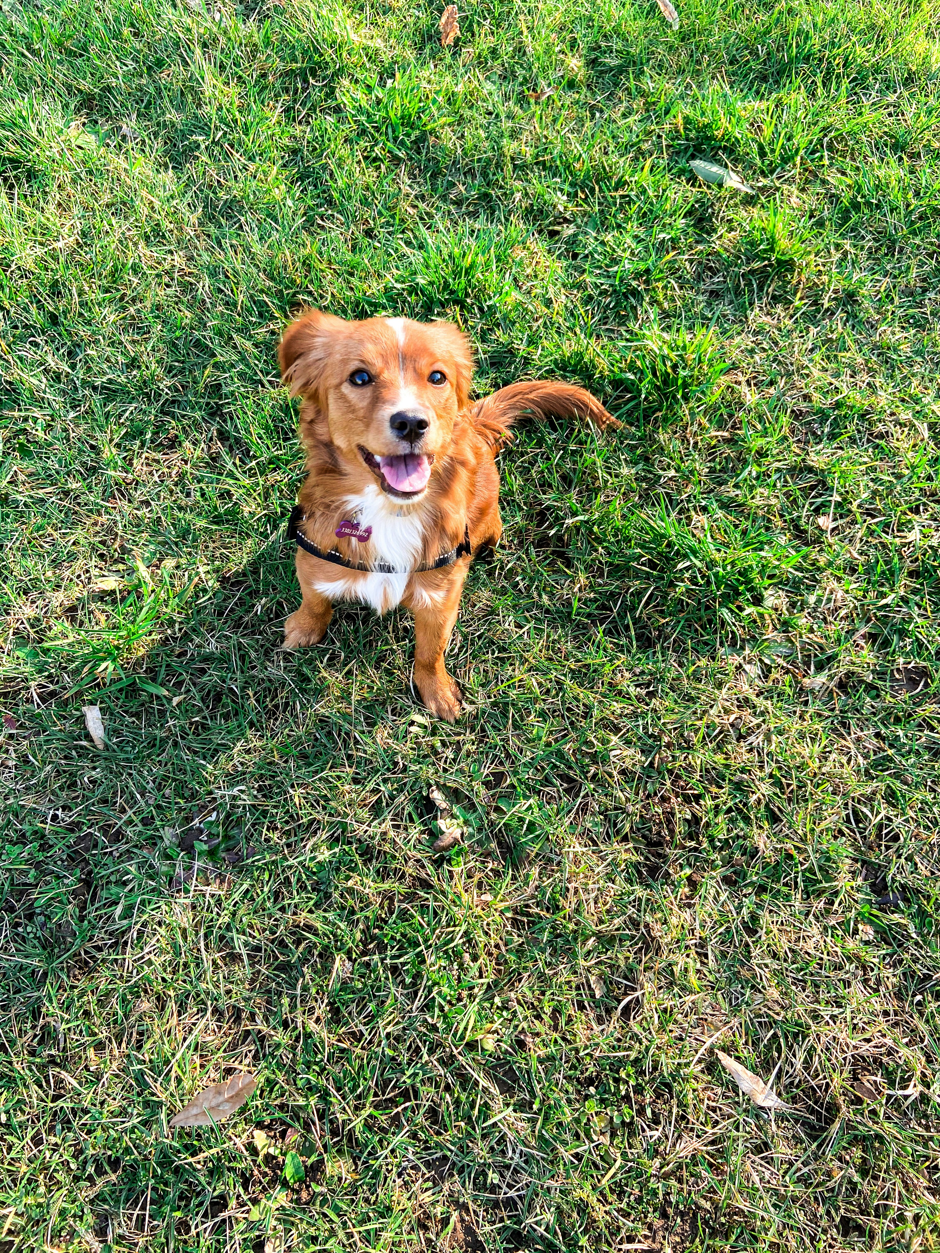 Ground-Level Grin: Canine Portrait in Sunlit Grass