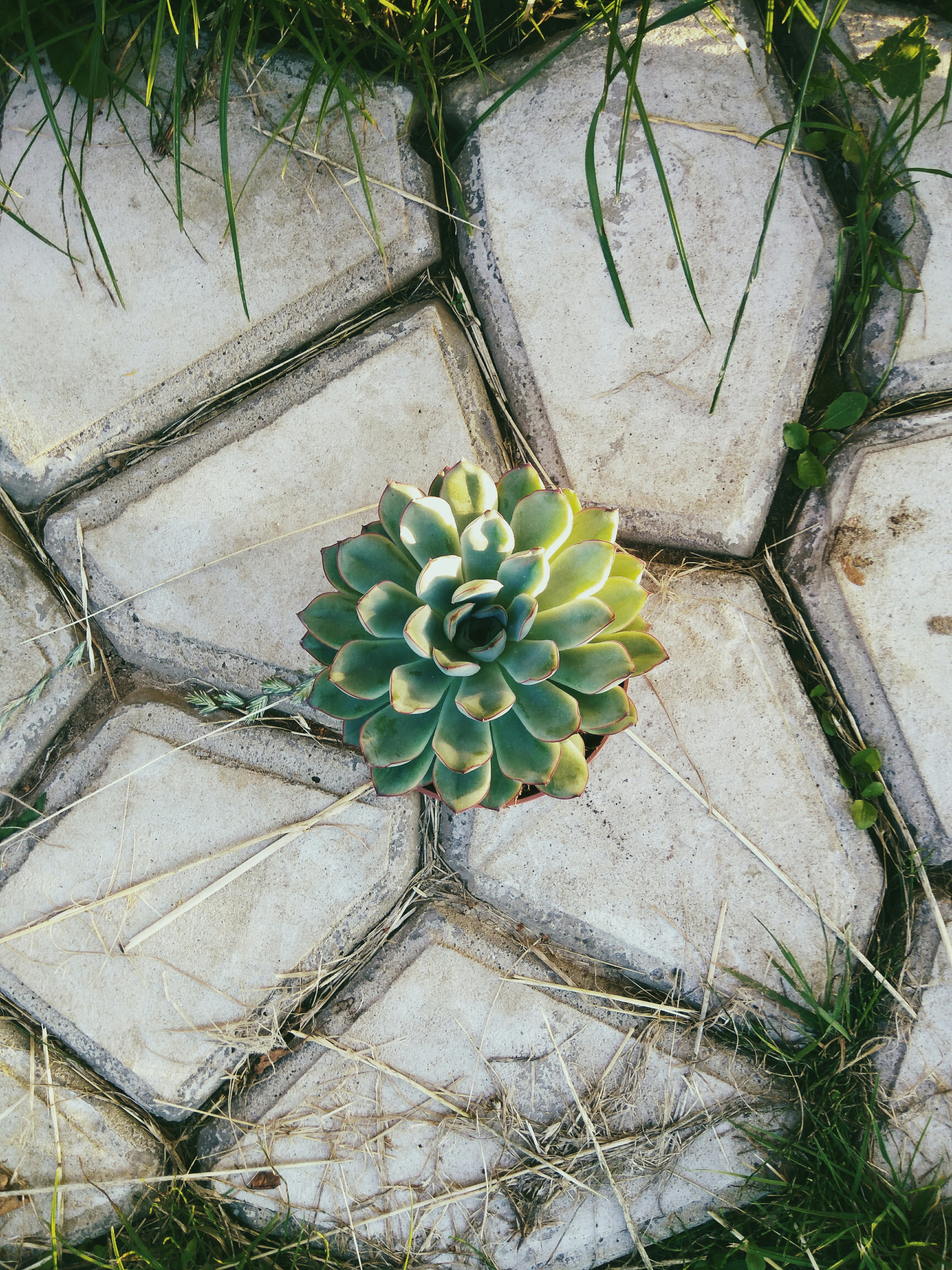 A vibrant succulent grows resiliently between concrete paving stones, showcasing nature's persistence in an urban environment.