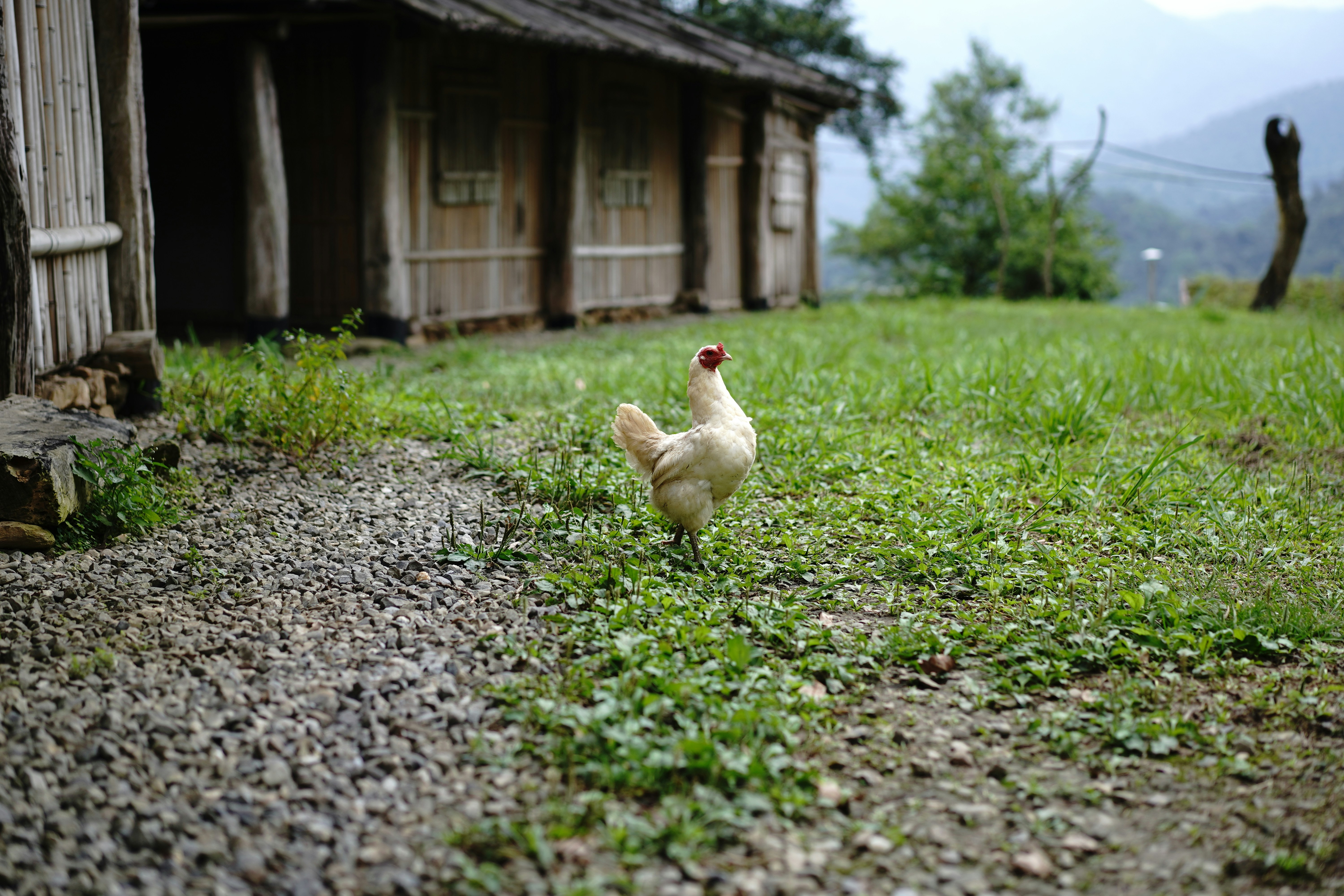 A white chicken forages on a grassy patch near rustic wooden structures, set against a tranquil mountainous backdrop.