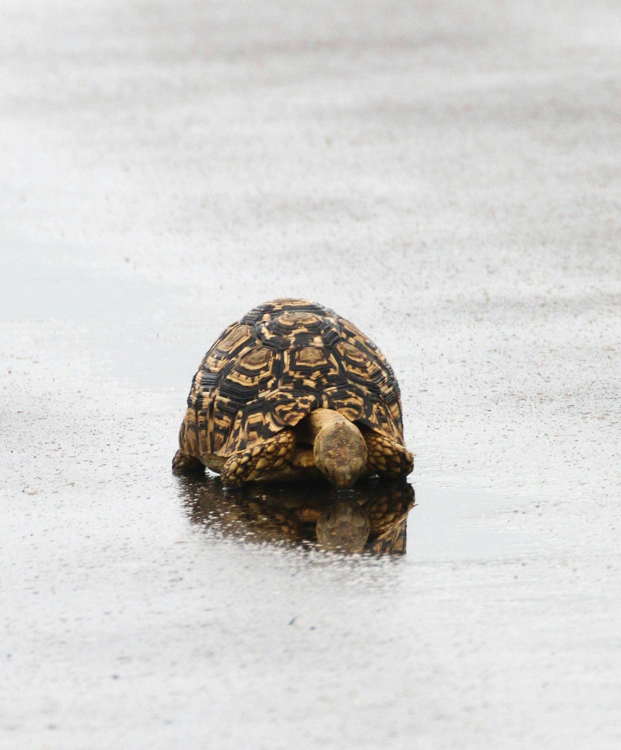 Tiny Tortoise, Big Mirror: A Solitary Moment on Wet Sand