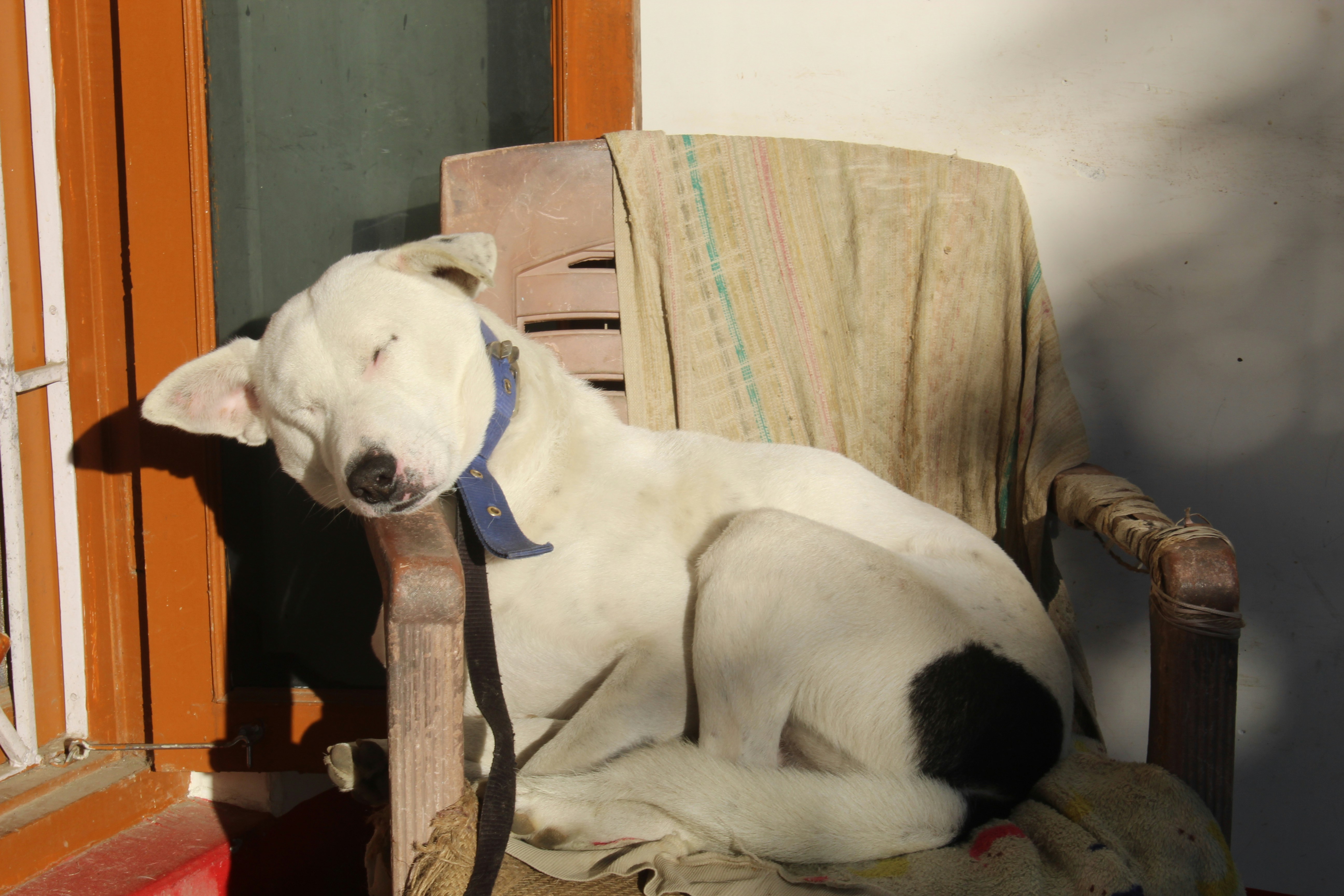 Sunlit Slumber: A White Shepherd Nap in the Sunlit Porch