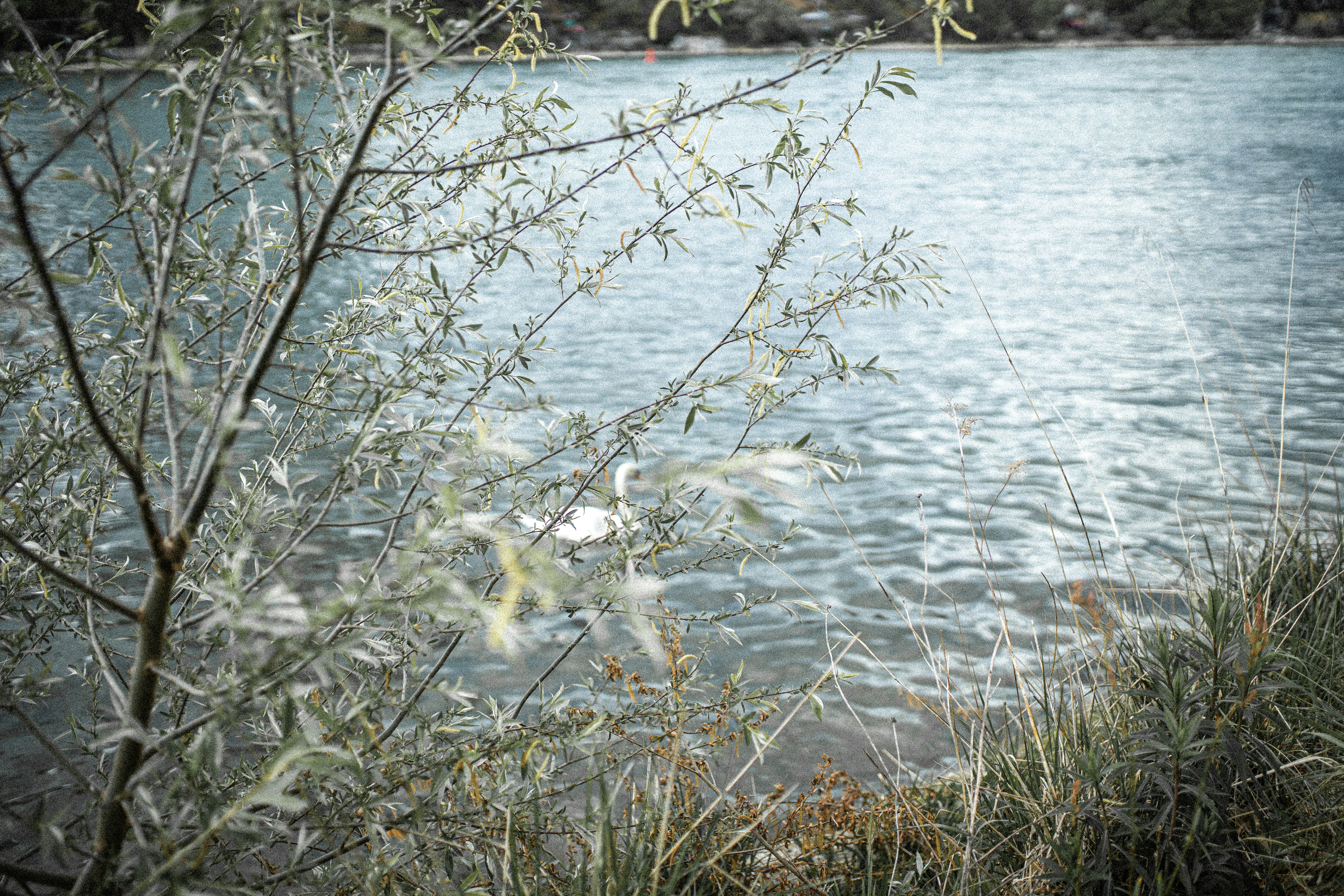 The rhine riverside and a swan