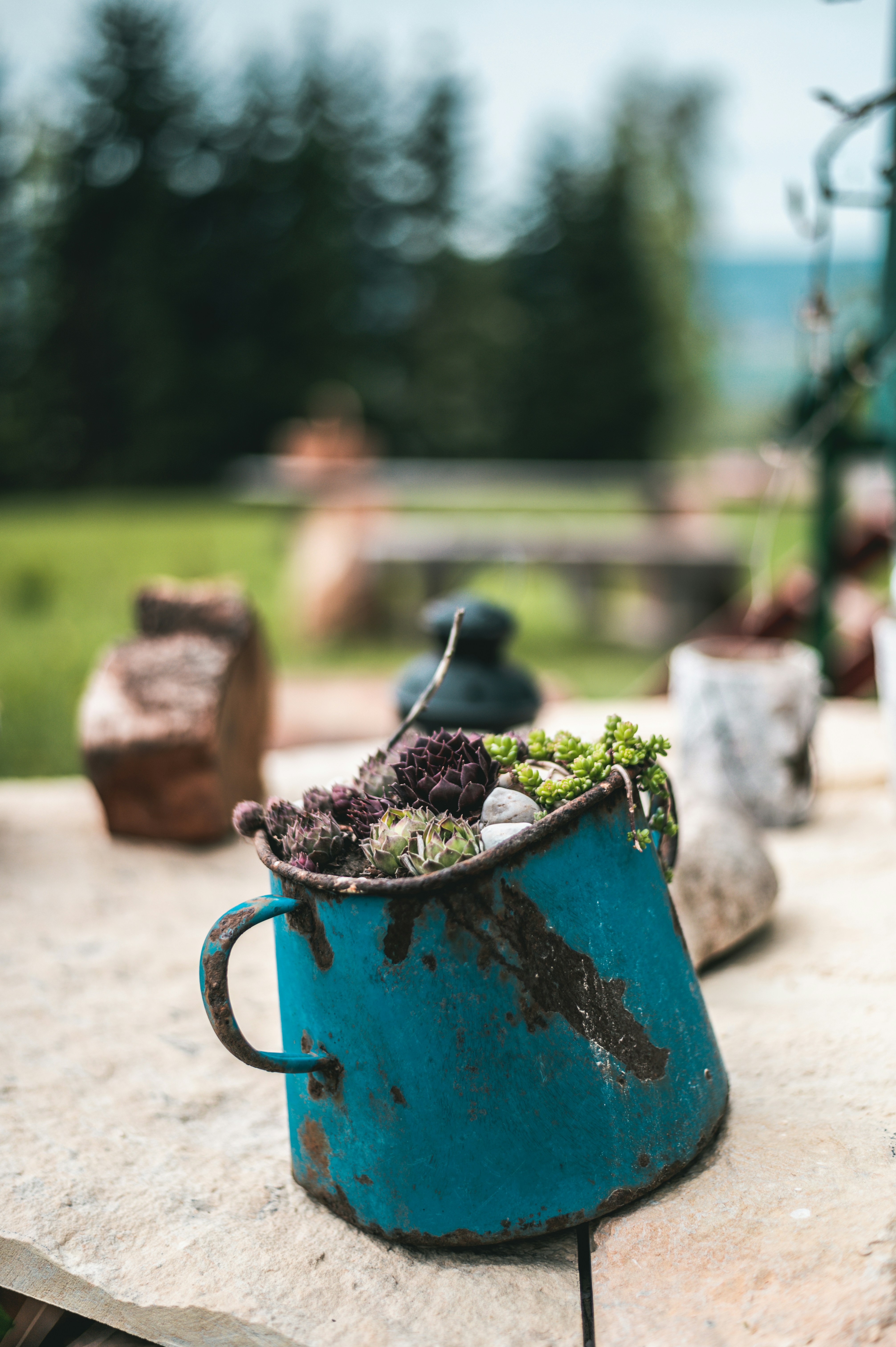 Blue Teapot Garden: Succulents Win the Spotlight