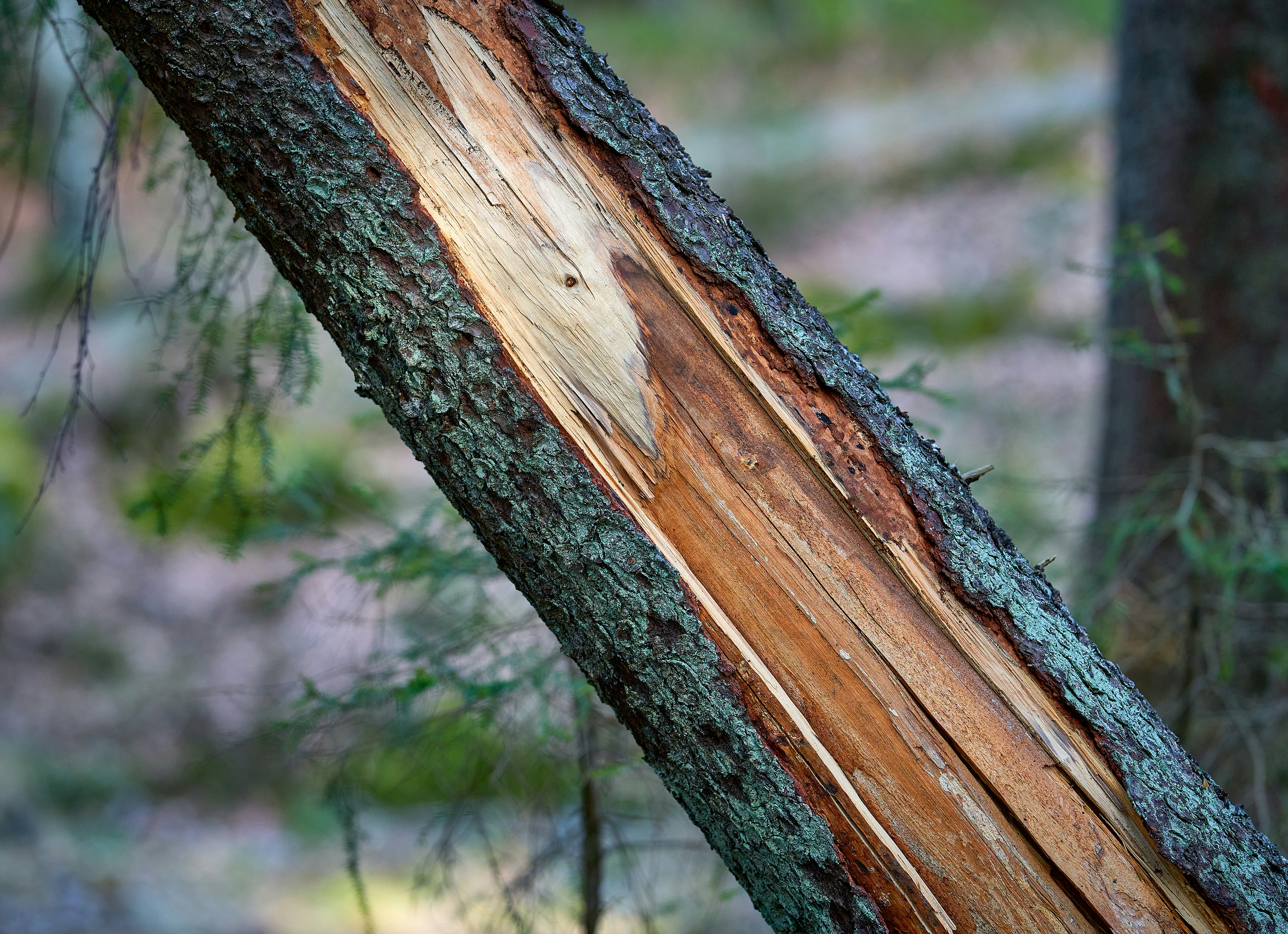 Close-up of a tree trunk showing exposed wood and bark, highlighting the natural textures and colors of the forest environment.
