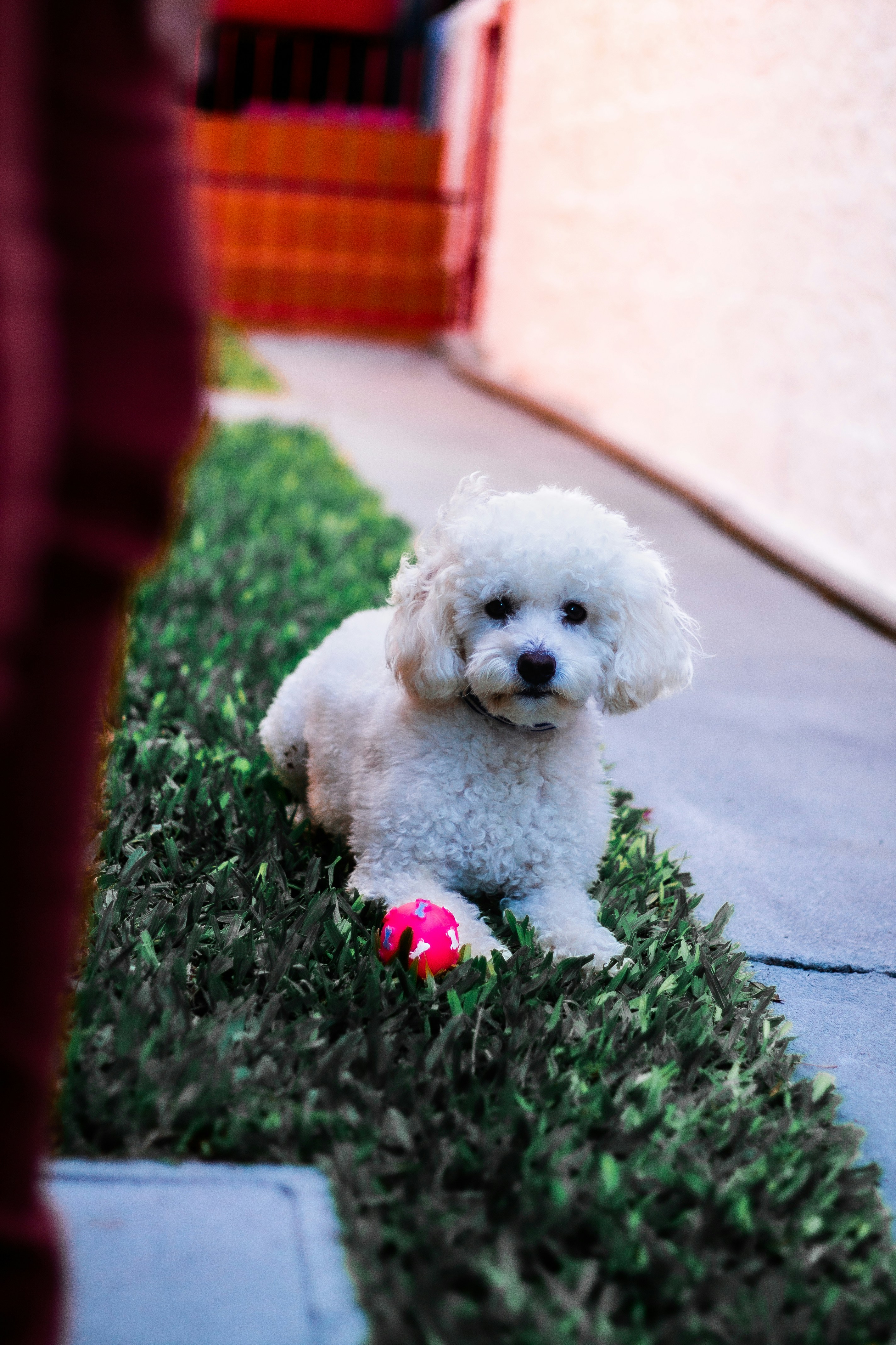 White Poodle in Grass with Red Ball at a Corridor Edge