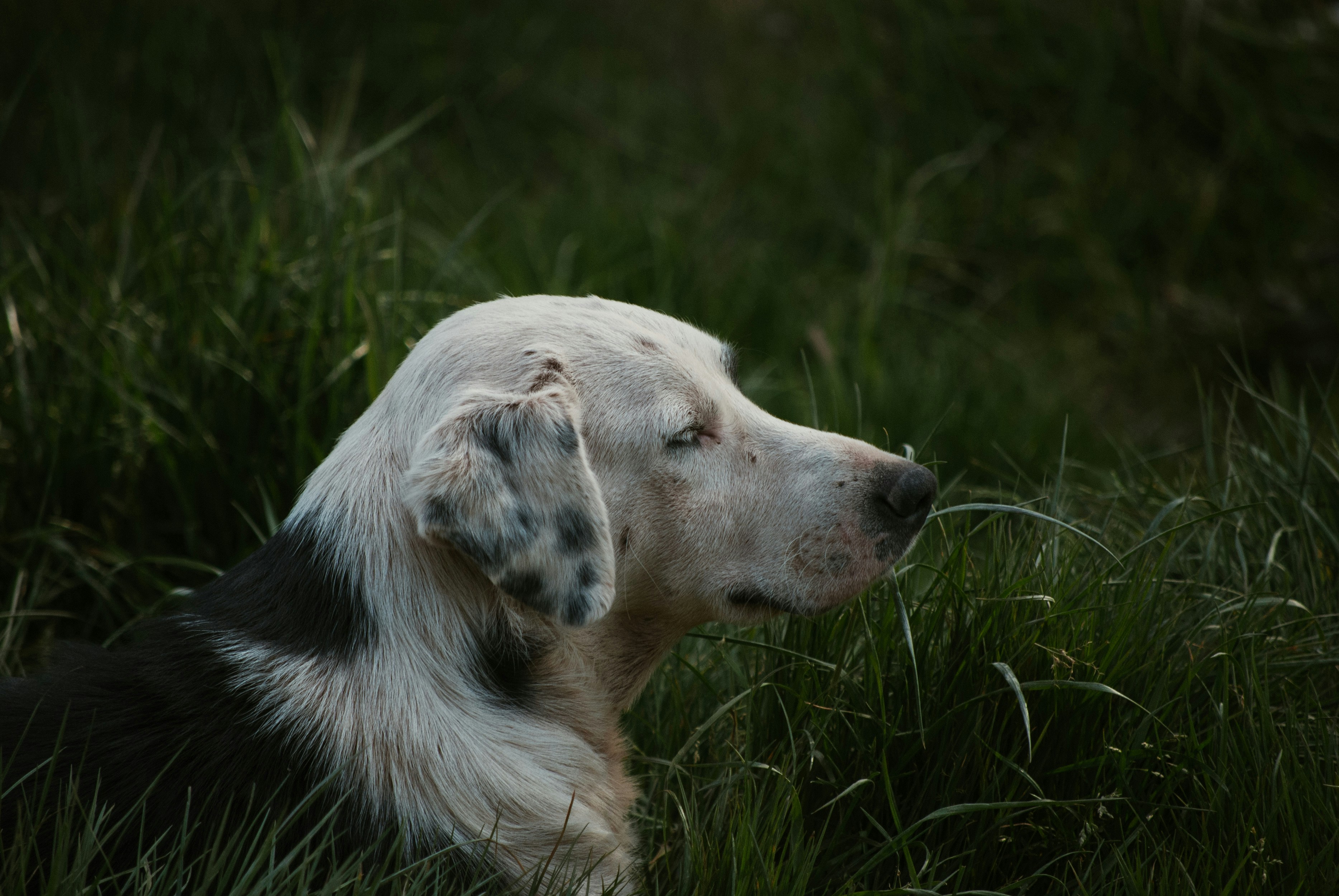 White and black short coated dog on green grass field during daytime ...