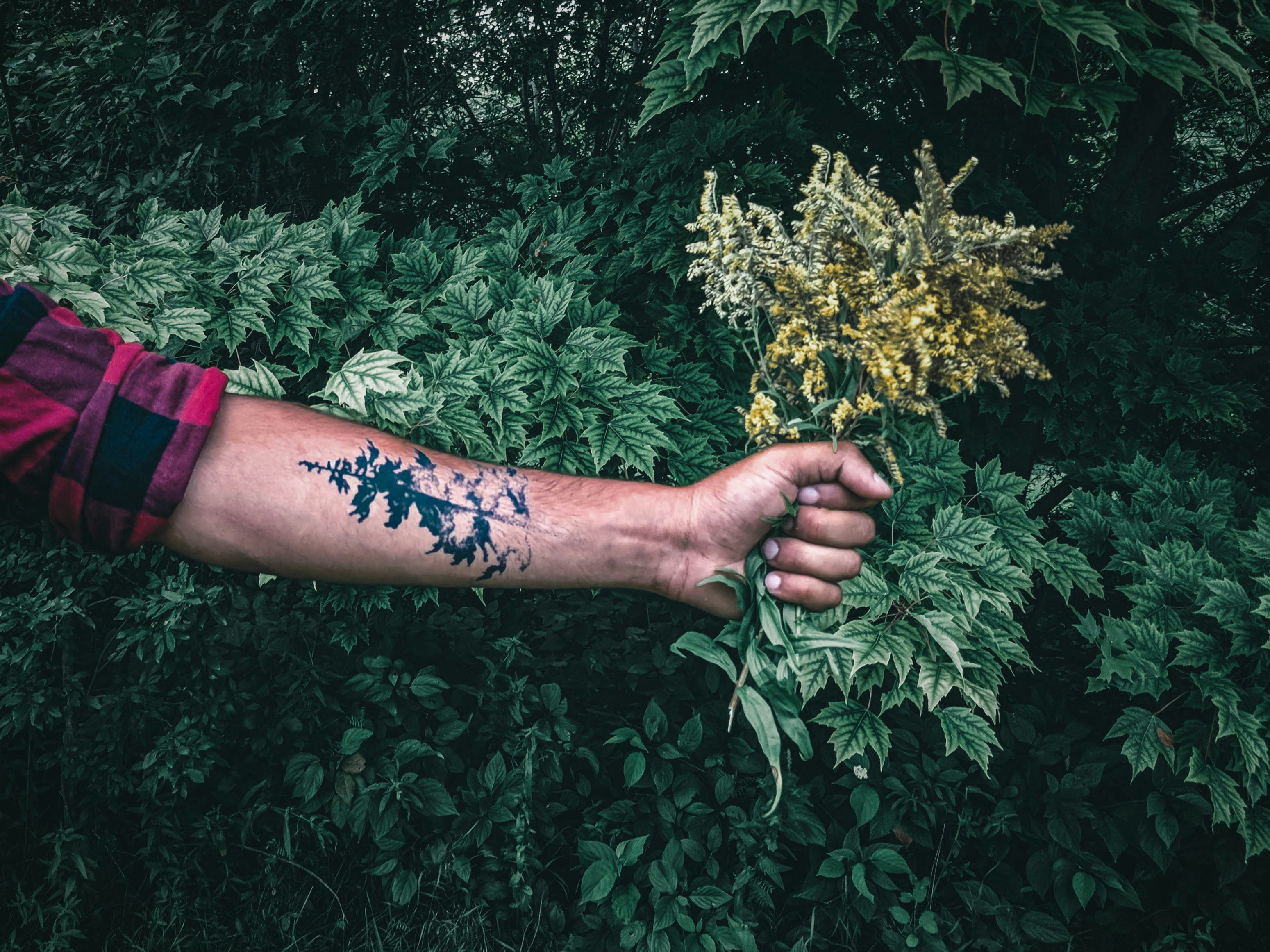 Golden Wildflower in a Sea of Ferns: A Tattooed Hand Grasp