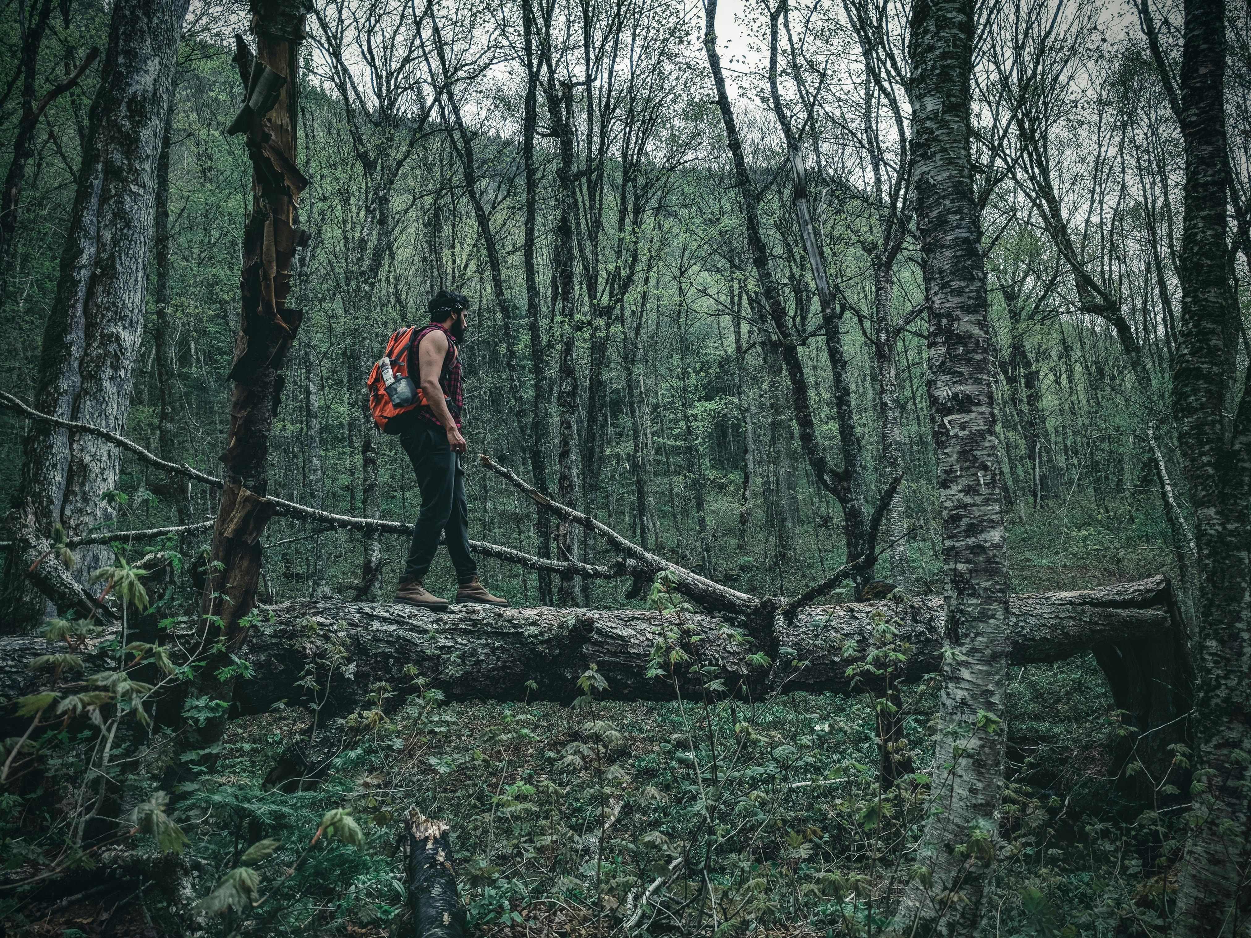 Person in red shirt and black pants crossing a fallen tree in a dense forest.