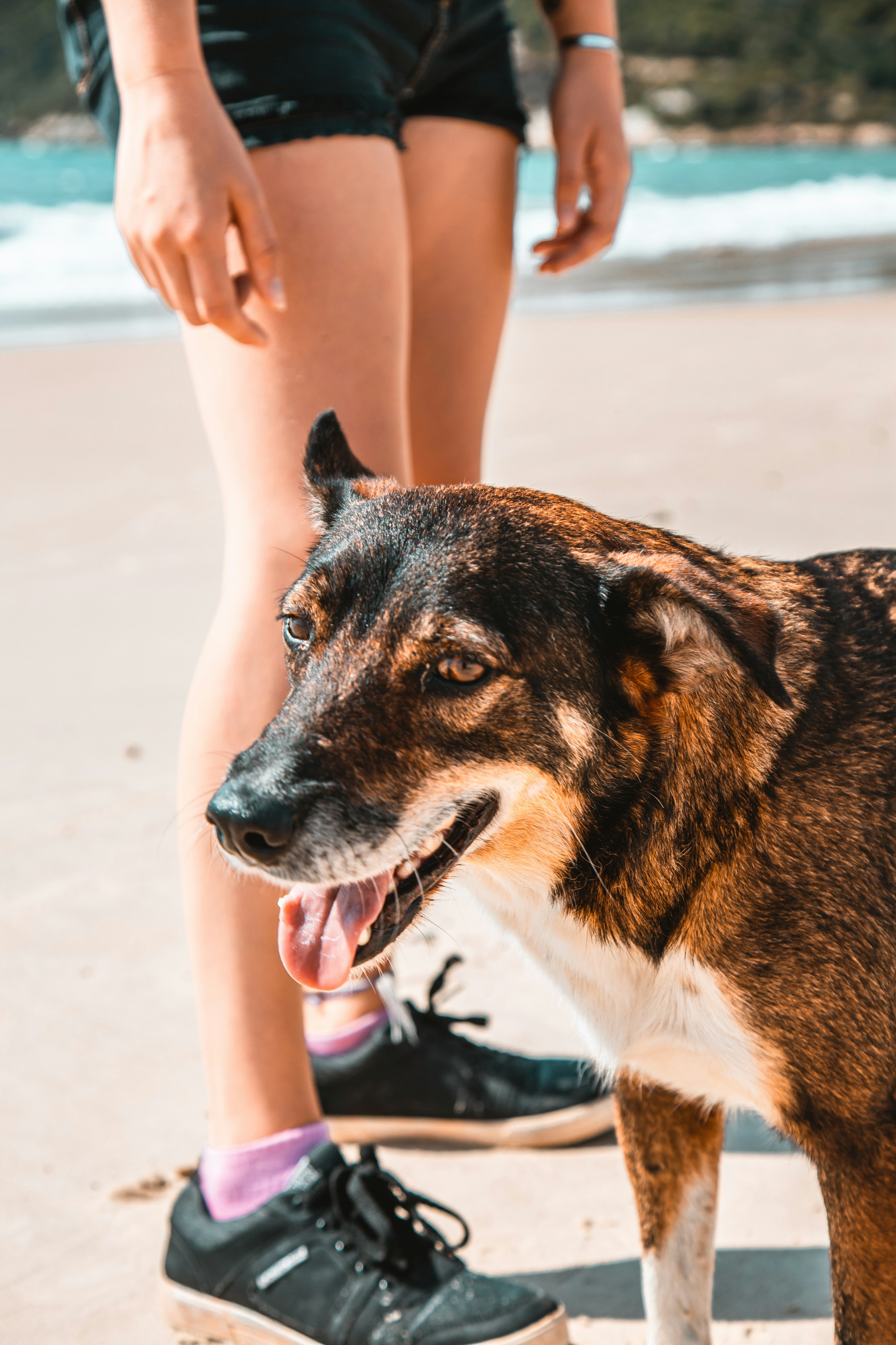 beautifull dog in the beach