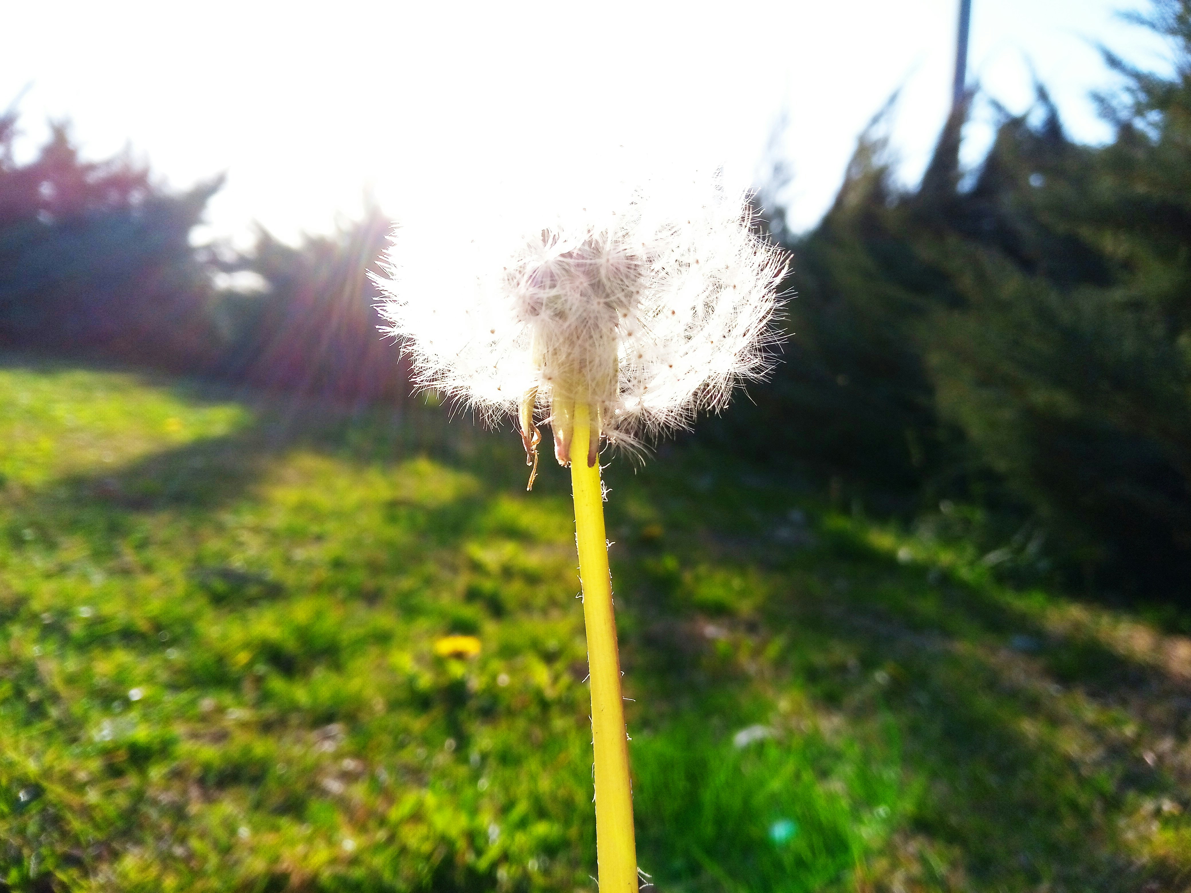 Sunlit Dandelion Dream