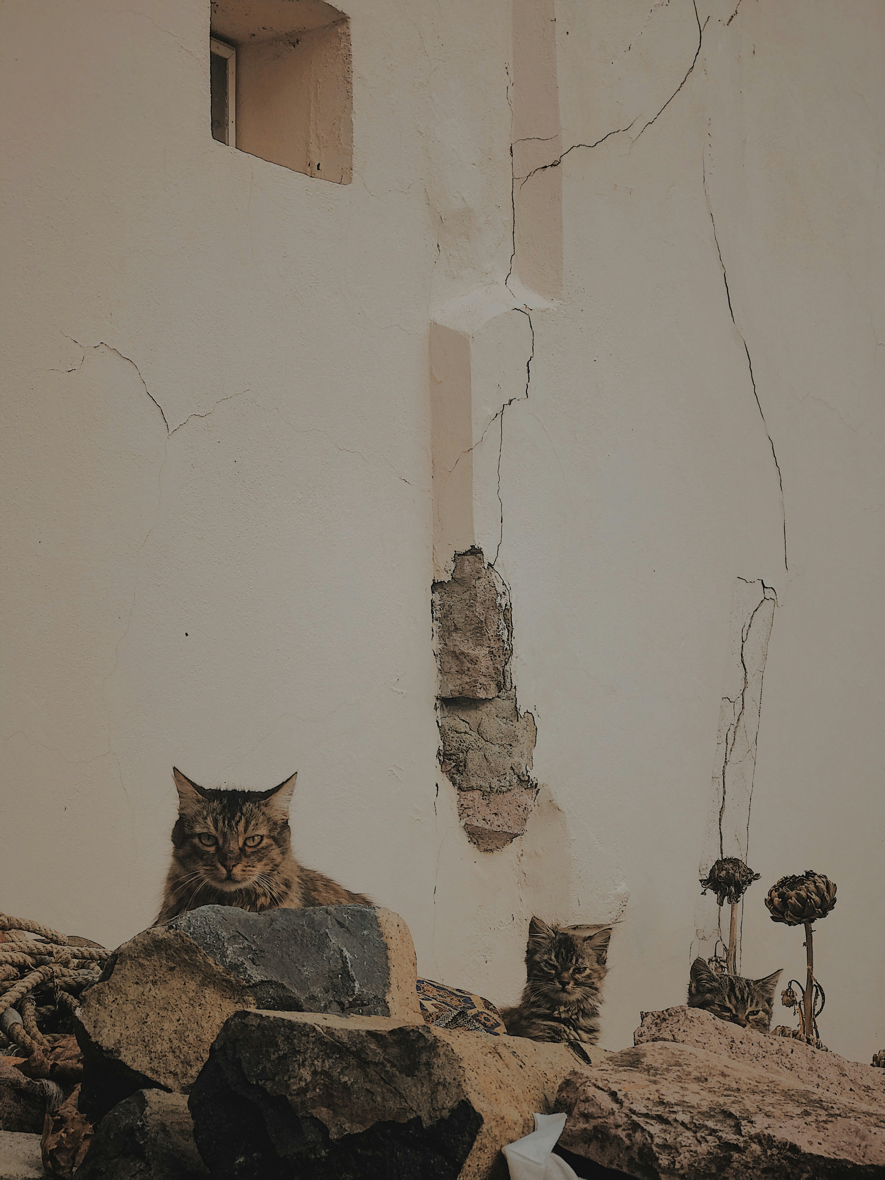 Three Watchful Cats Among Crumbling Walls