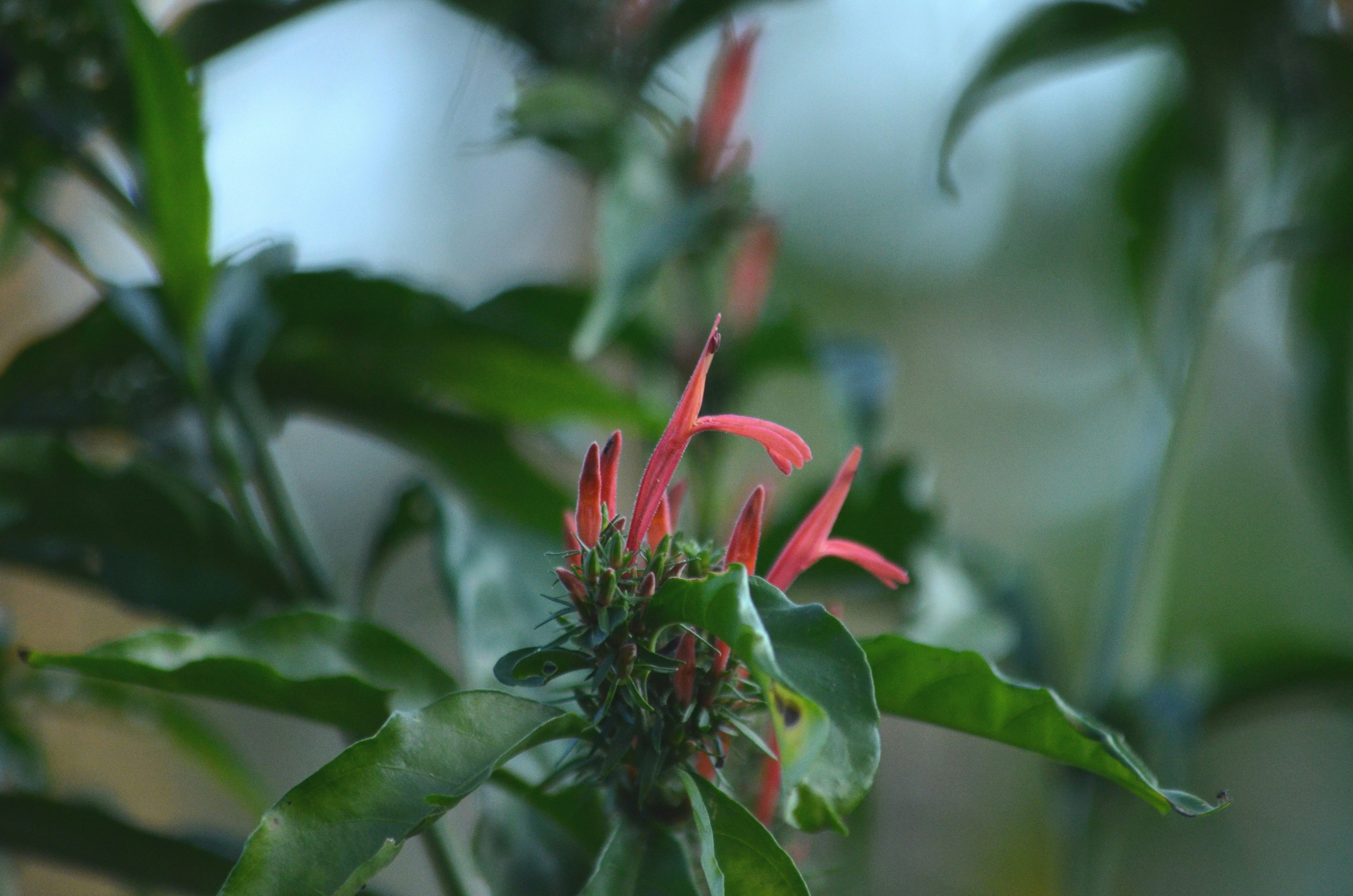Scarlet fringe bloom rising from lacquered green leaves