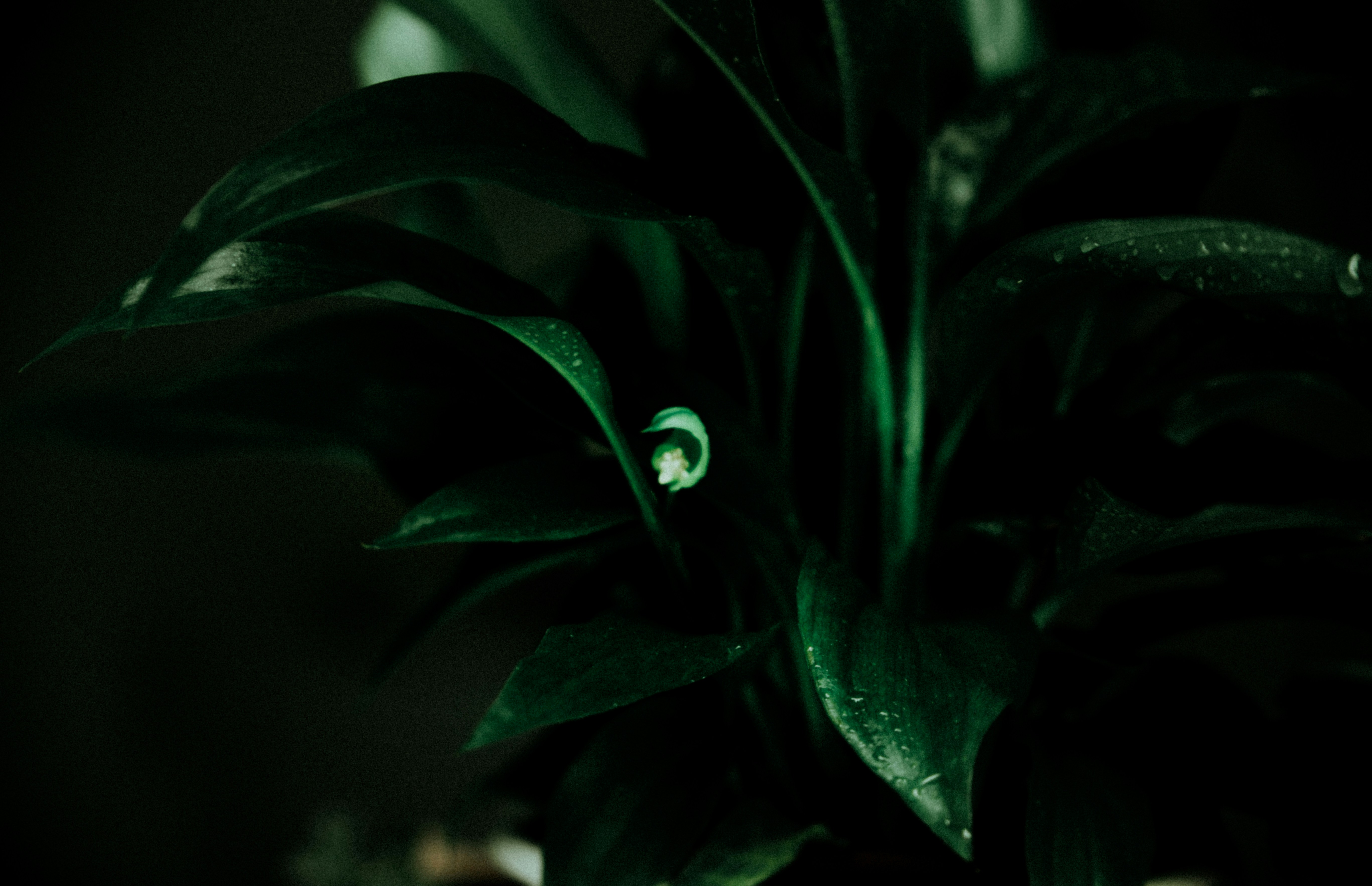Dark plant