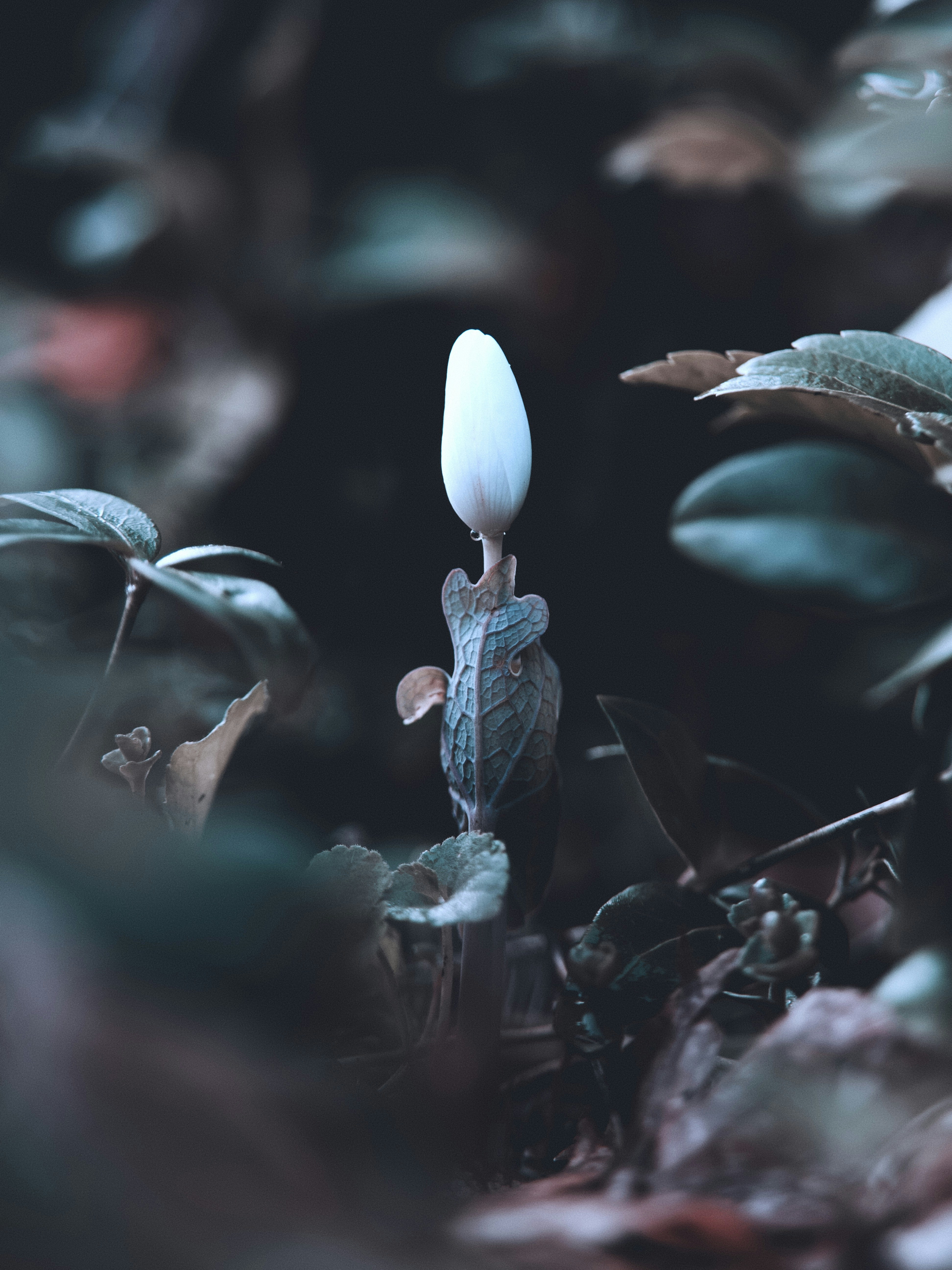 Solitary White Bud in the Velvet Shadow