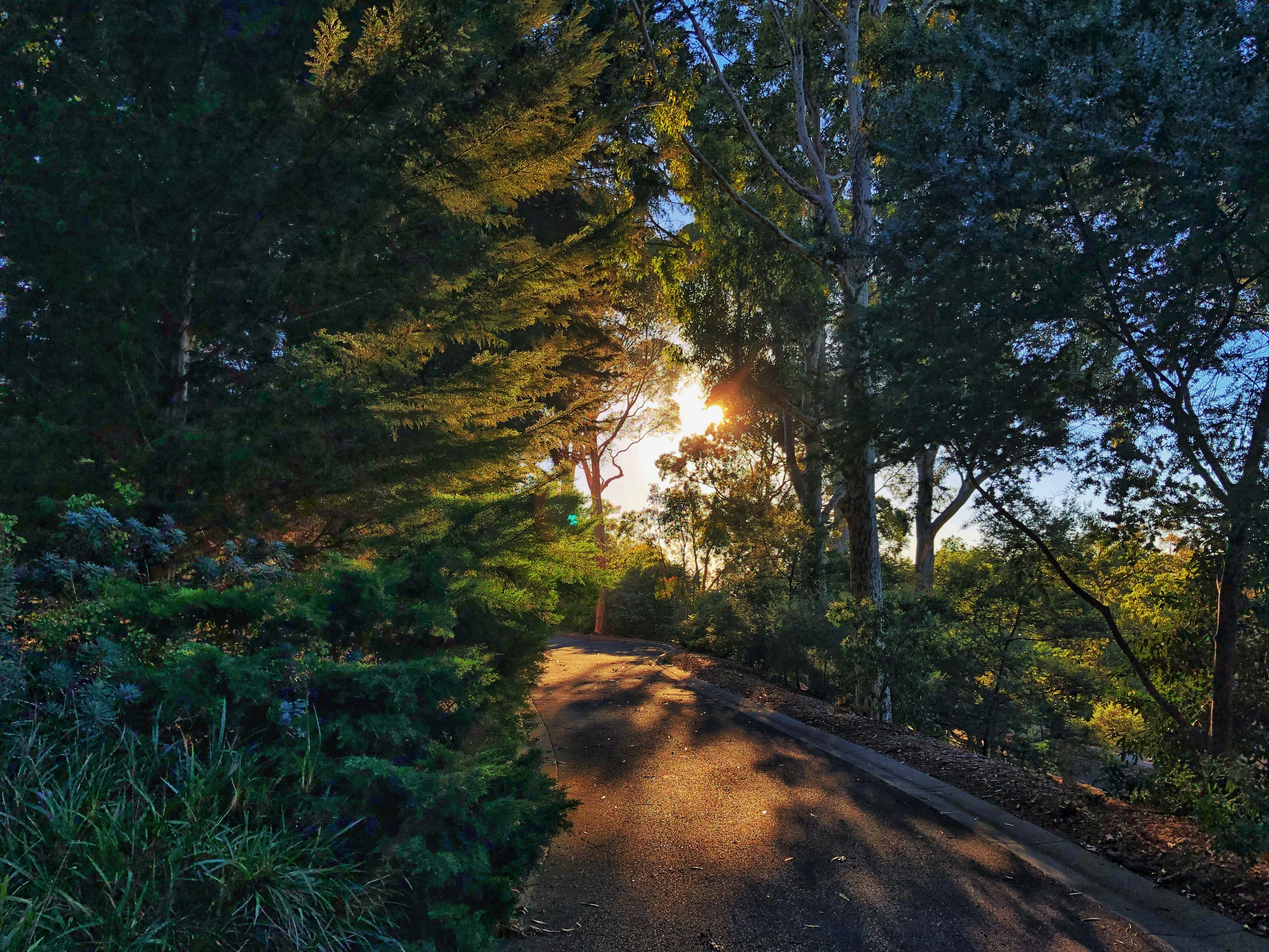Sunlight filtering through dense trees along a winding forest path.