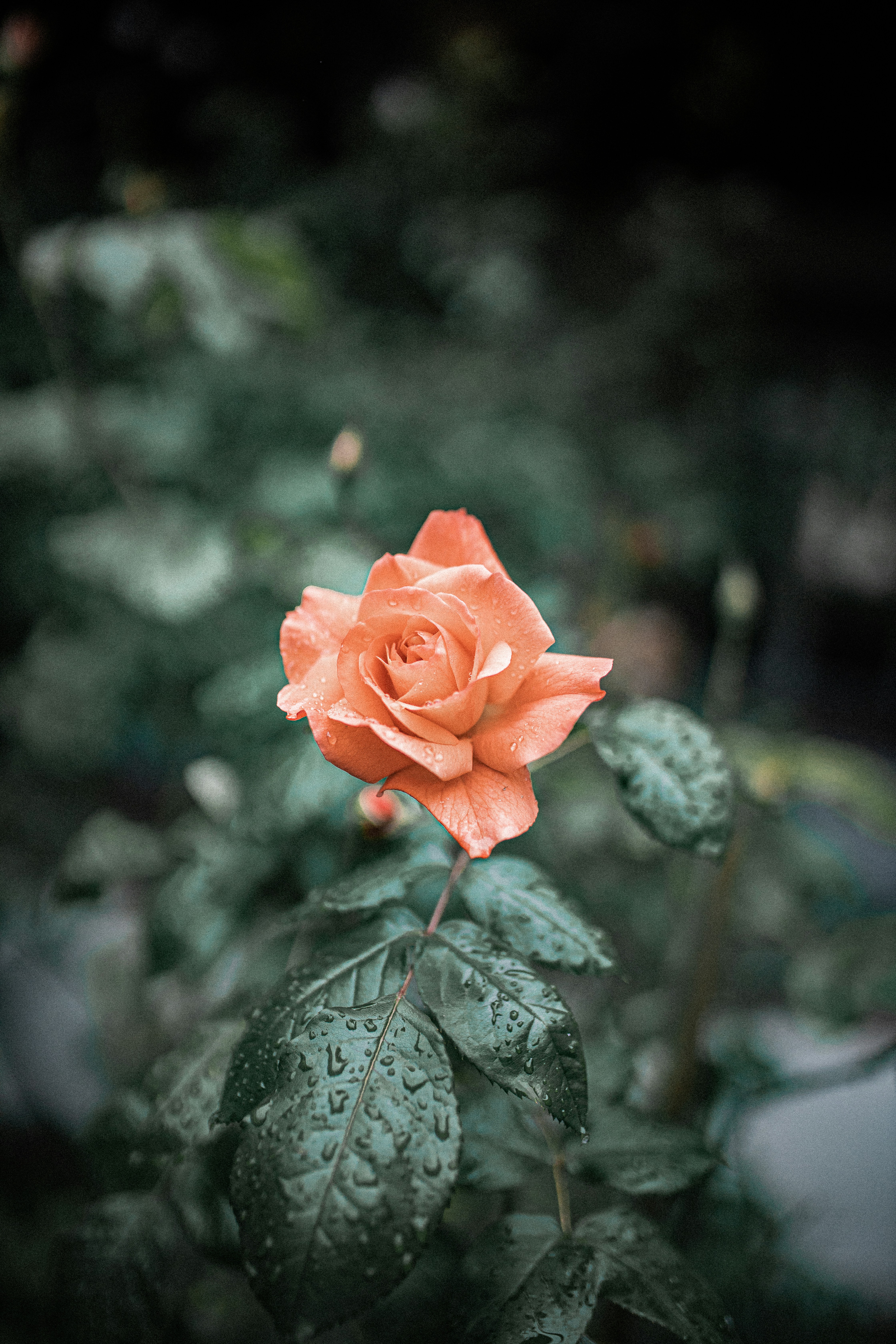 Petal Fire: A Coral Rose Against a Quiet Foliage Backdrop
