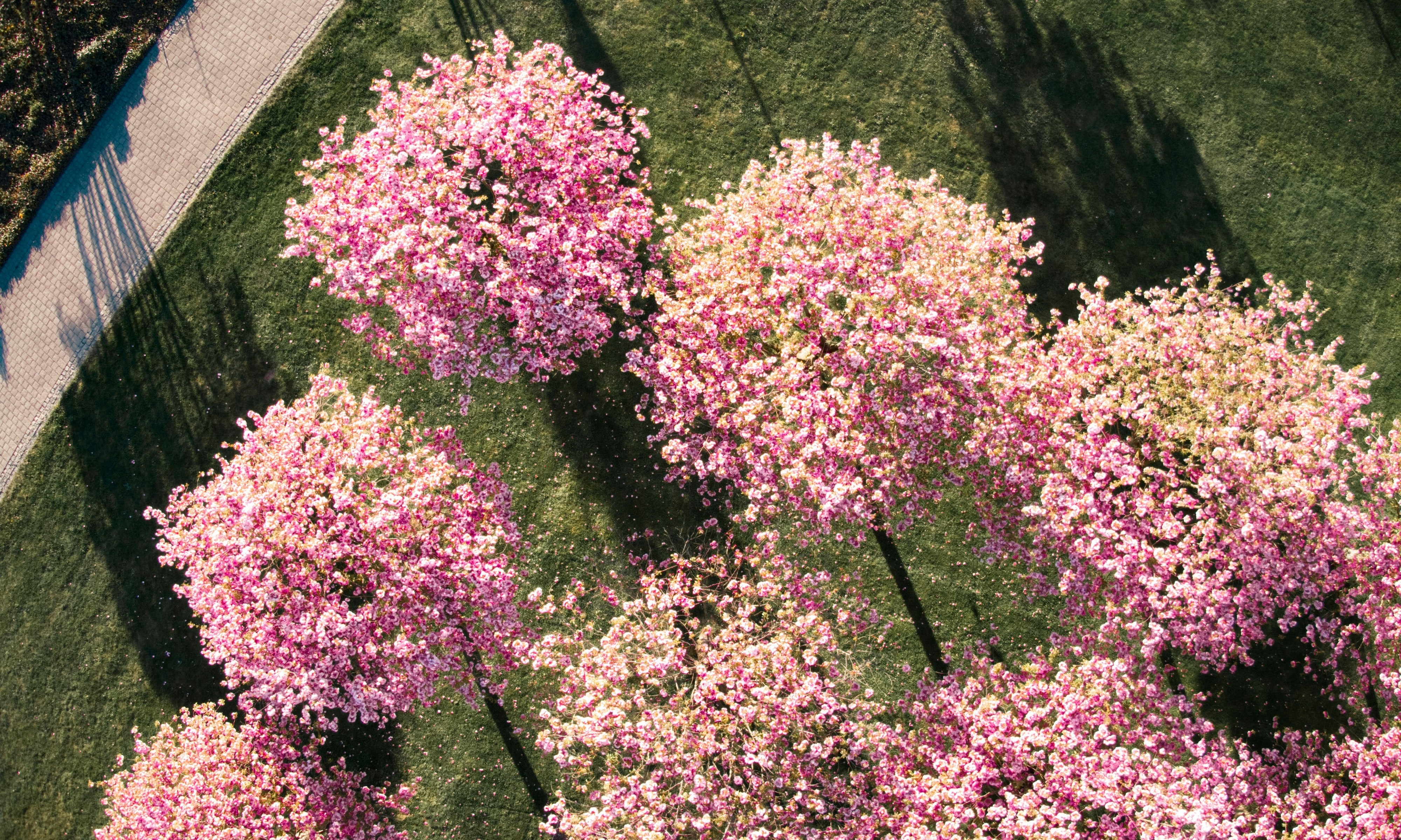 Tree group, spring, blossoms, morning light