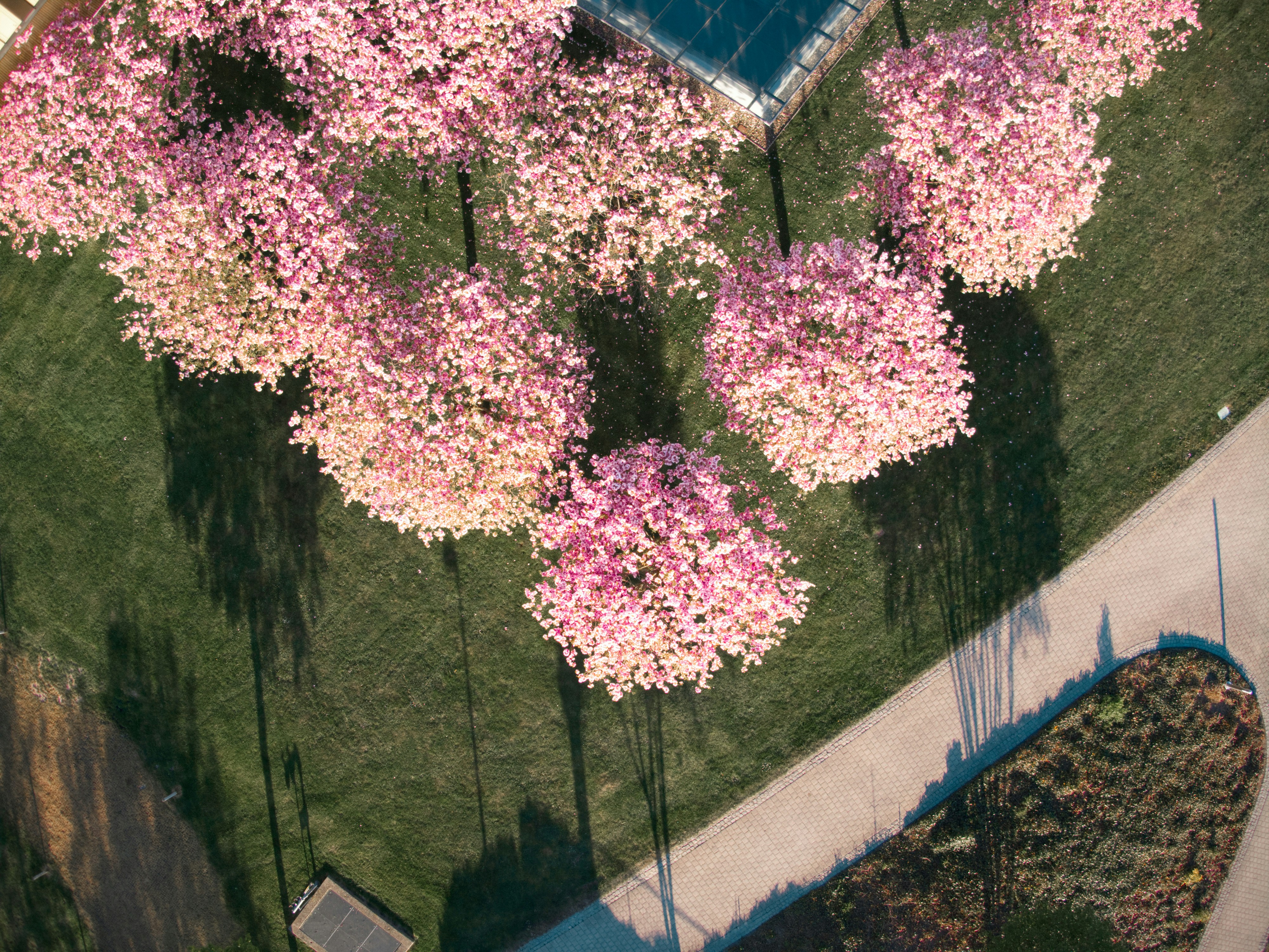 Blossoms in Flight: A Gilded Canopy Over a Park Path