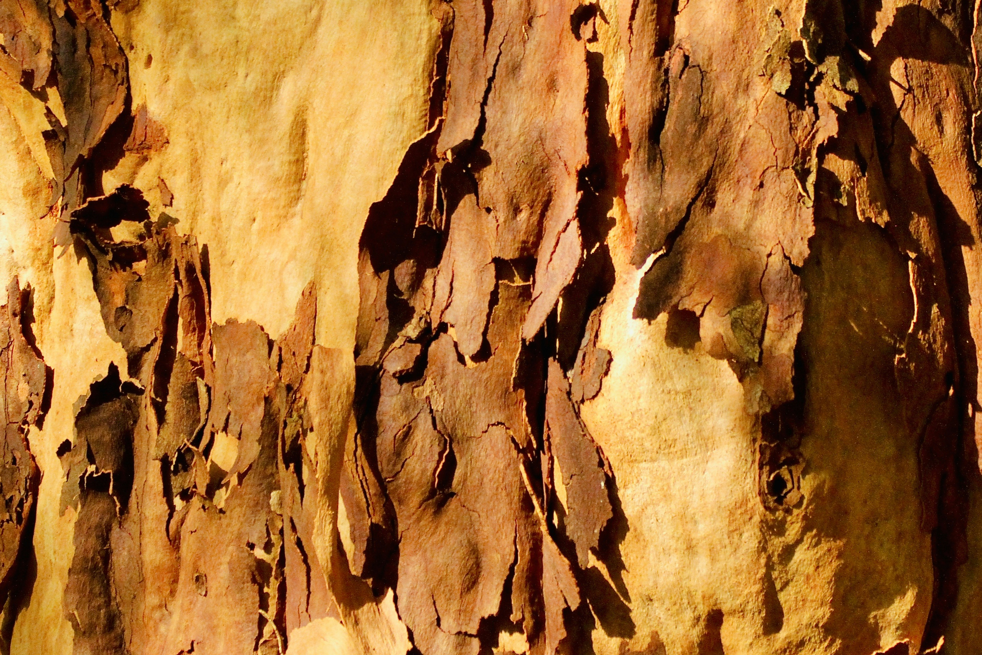 Intricate patterns of peeling bark revealing earthy tones and textures on a tree trunk.