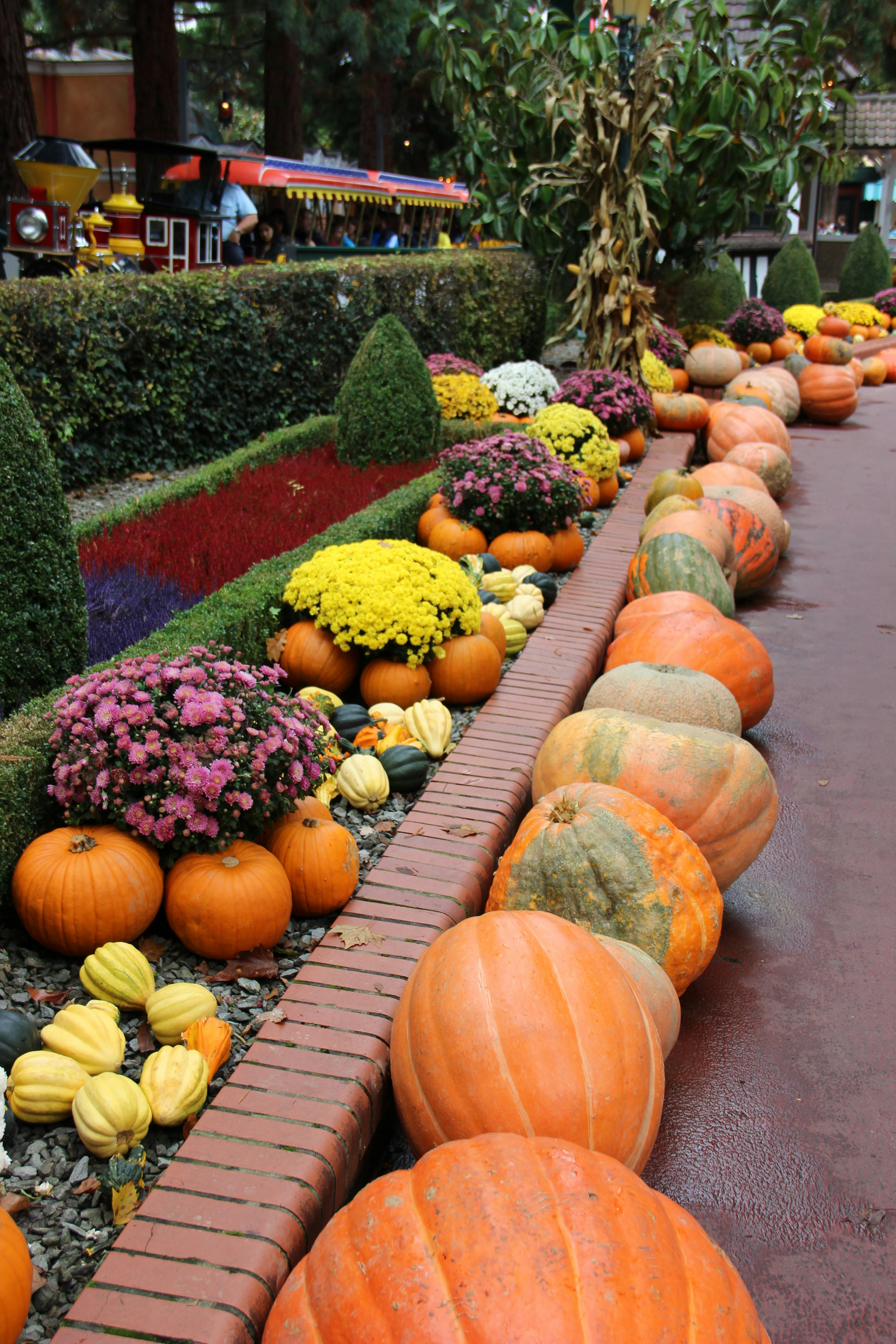 Seasonal Row: A Corridor of Pumpkins and Chrysanthemums