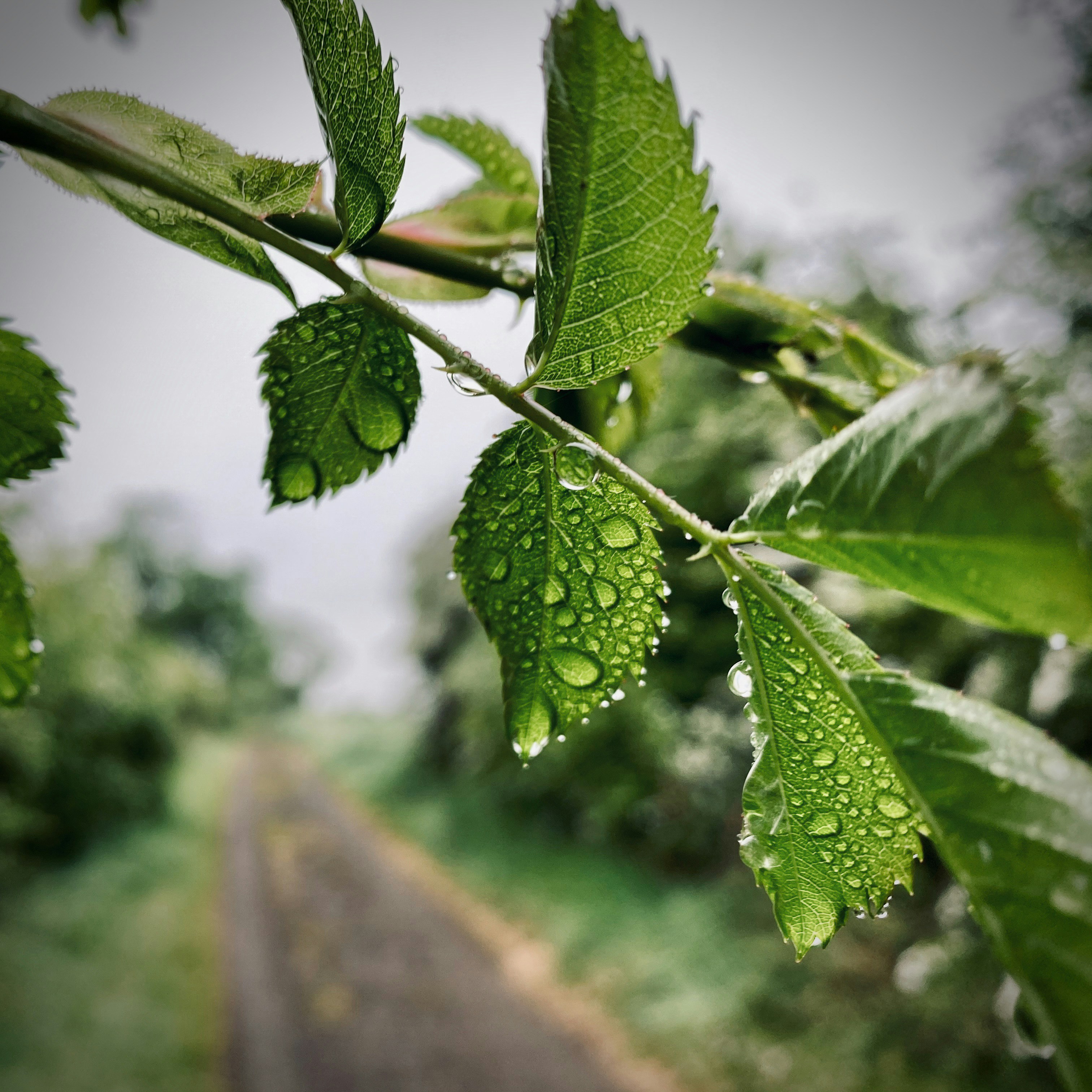 Photo by Ben Wicks with Apple iPhone 11 Pro