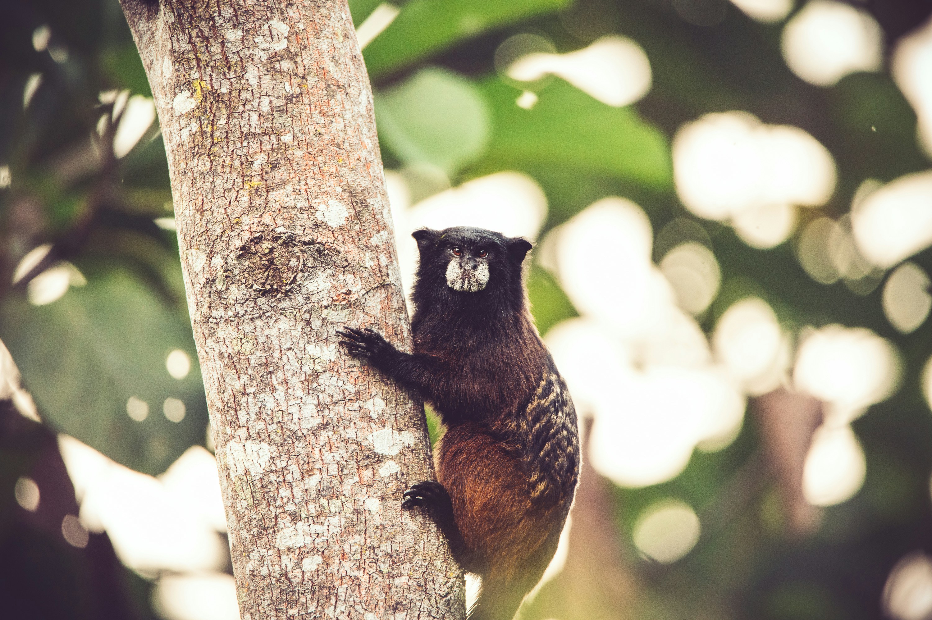Black and brown animal on tree branch during daytime photo – Free ...