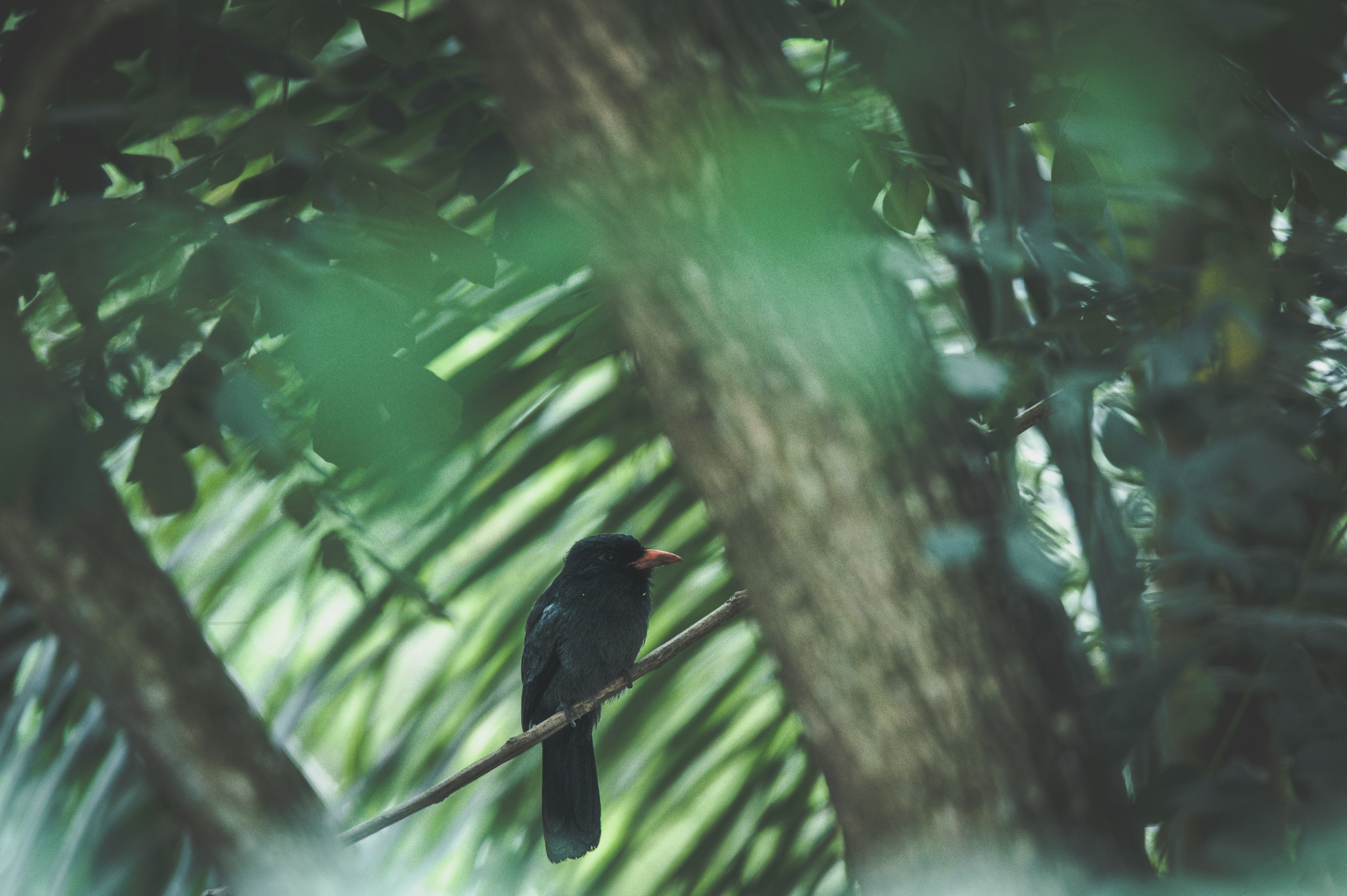 Perched in the Green Corridor: A Black Bird Amid Dappled Palm Light