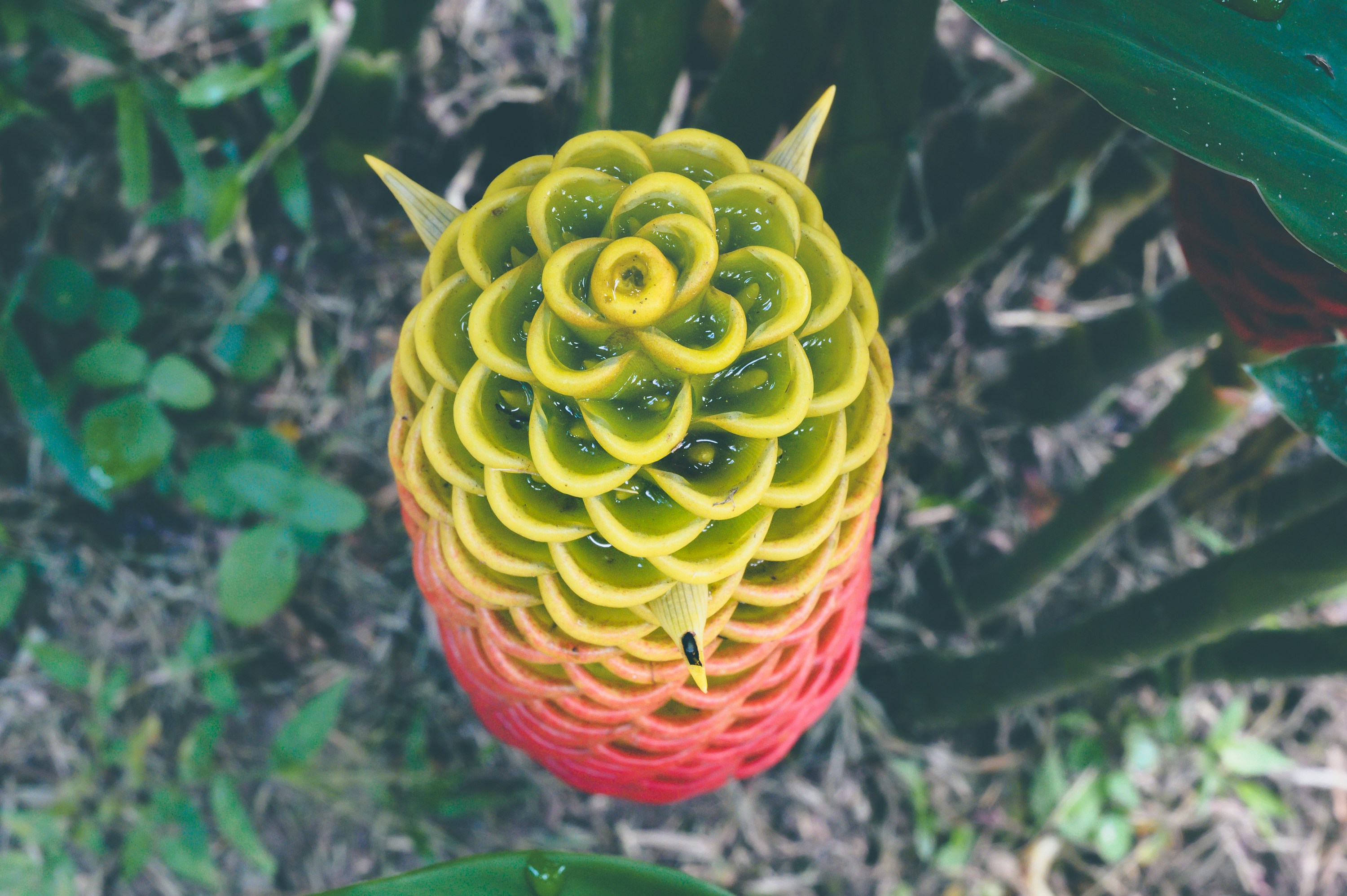 Neon Spiral Crown: Green-Gold Pineapple Inflorescence with Coral Base