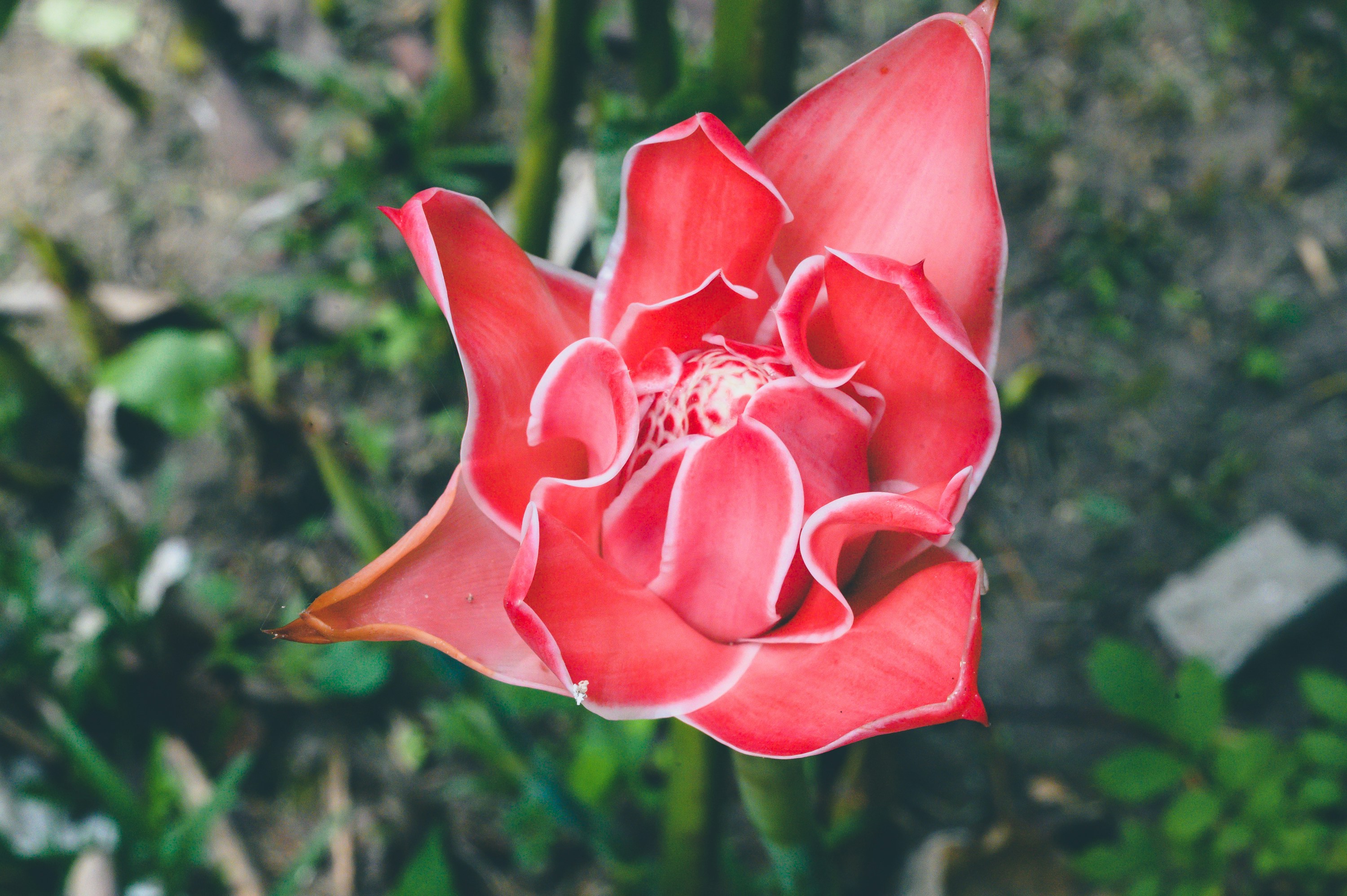 Pink rose in soft focus garden glow
