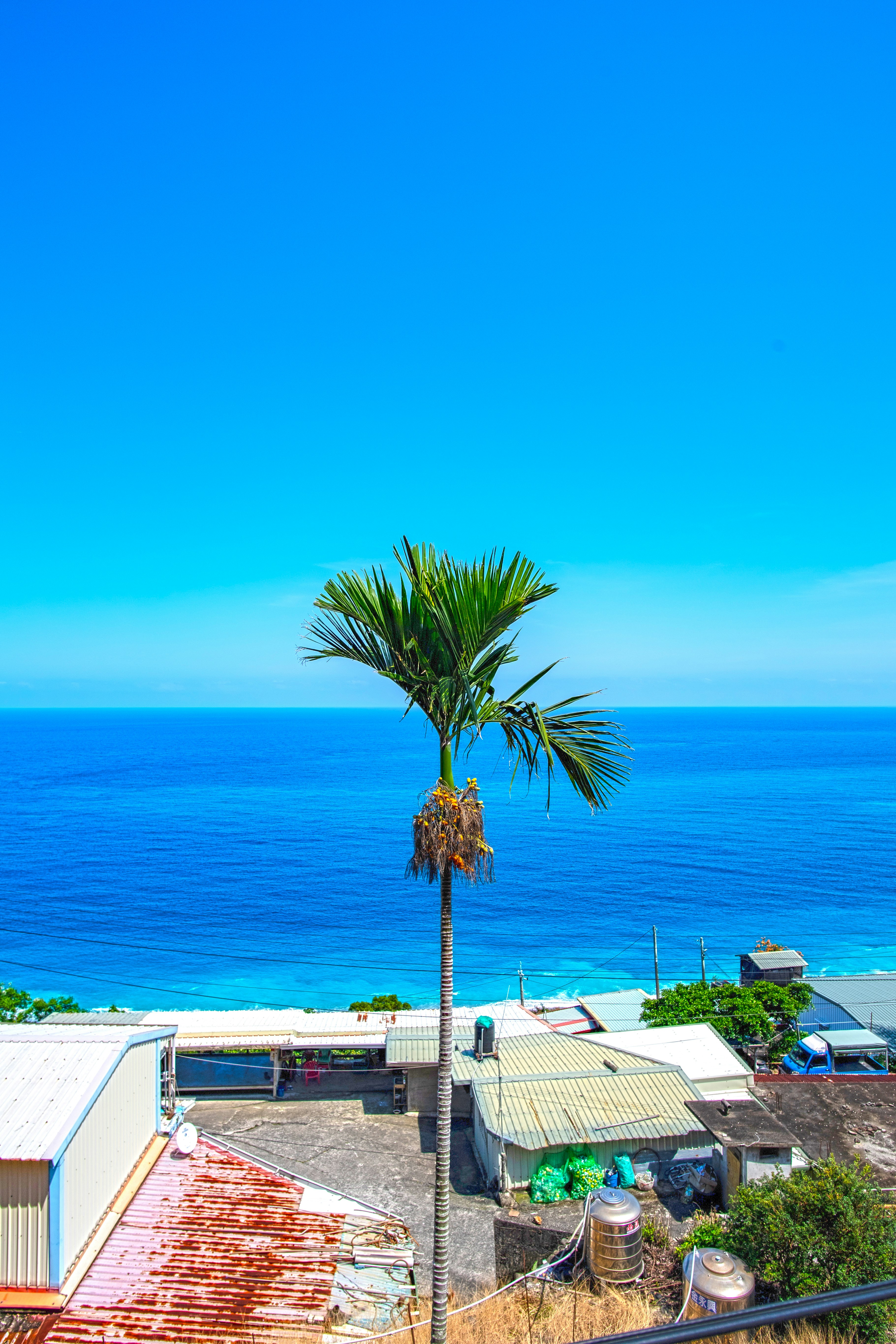 Tranquil Coastline with Lone Palm