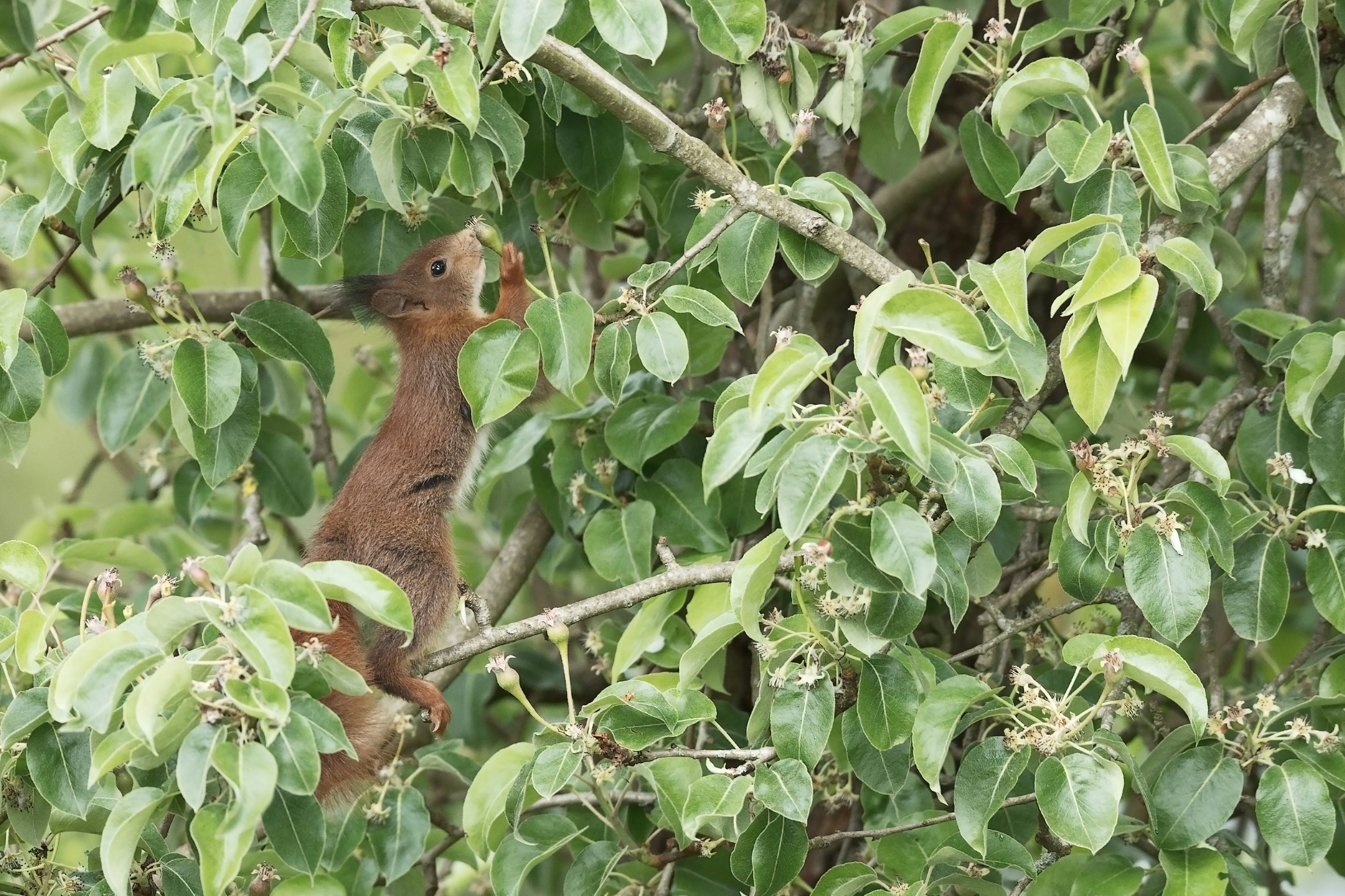Red Squirrel Peering Through a Velvet Green Canopy