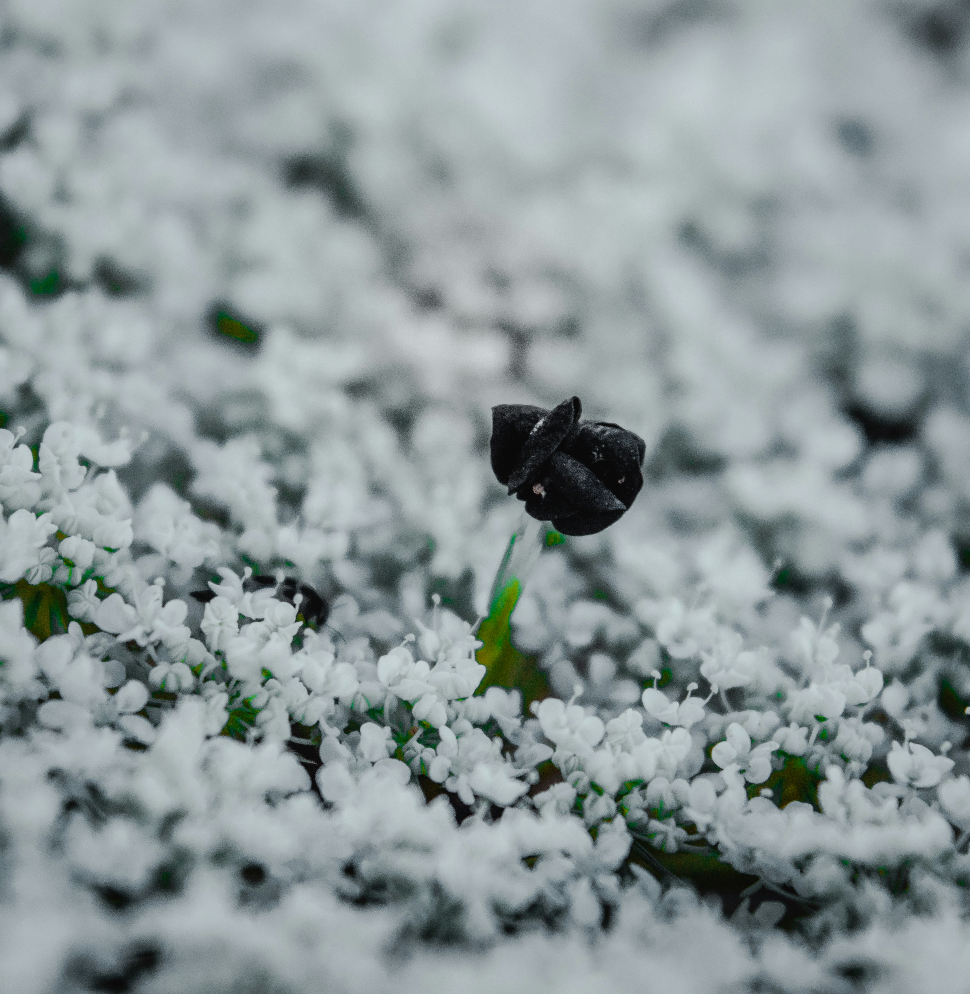 Single Black Bloom Rising Through Winter’s Quiet White