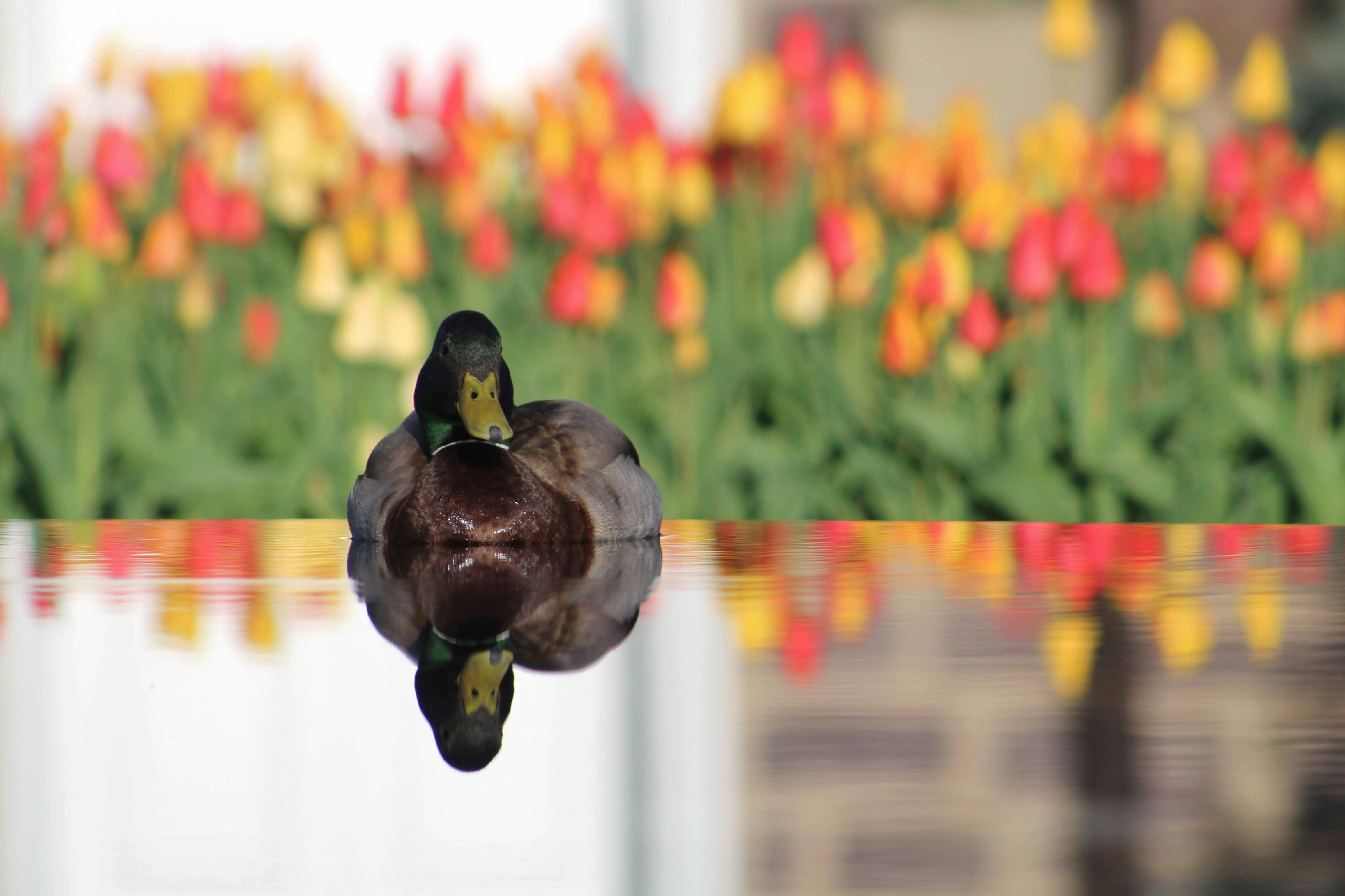 Mallard on a Tulip-Tinted Mirror