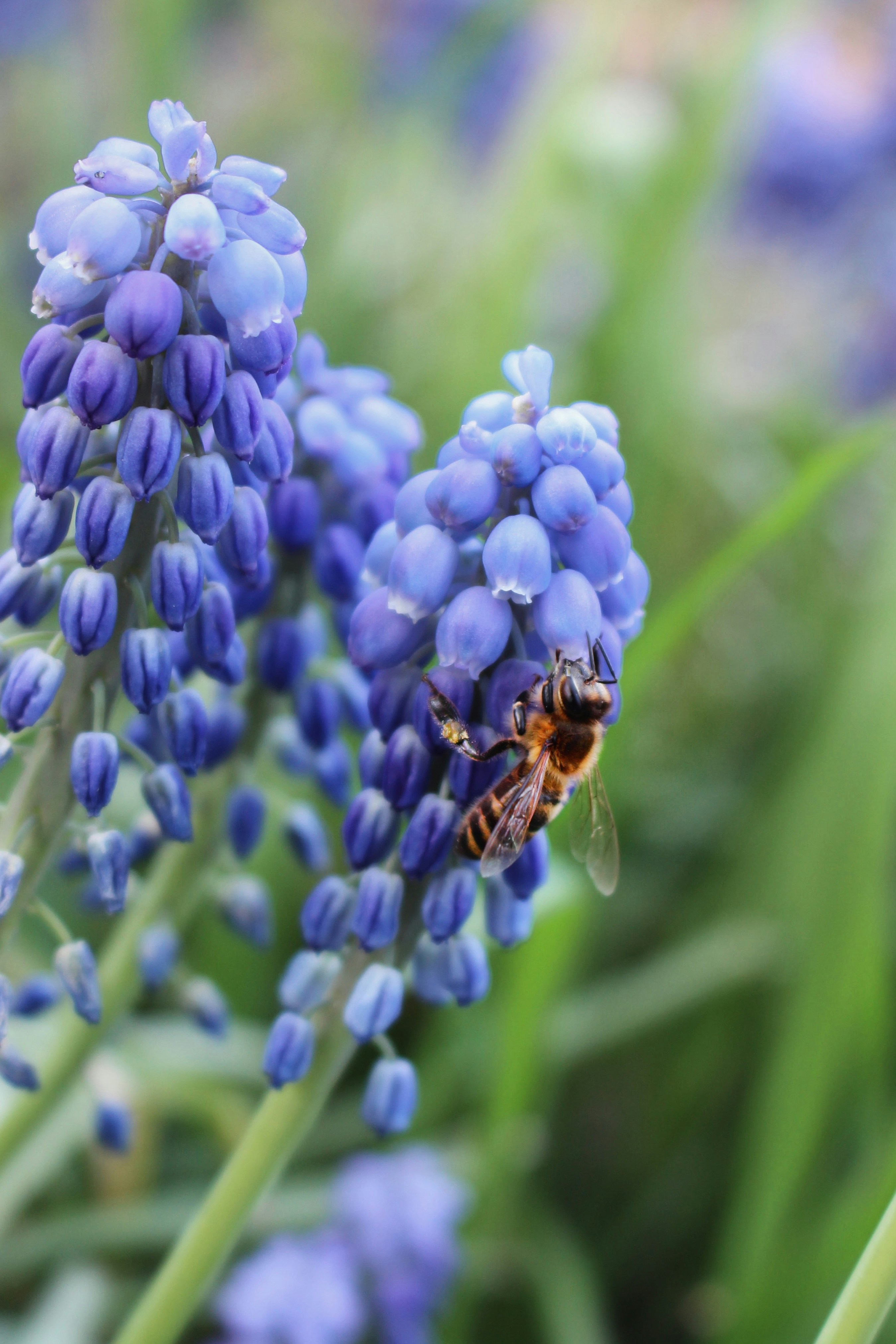 Bee on Violet Spires: A Close-Up Among Grape Hyacinths