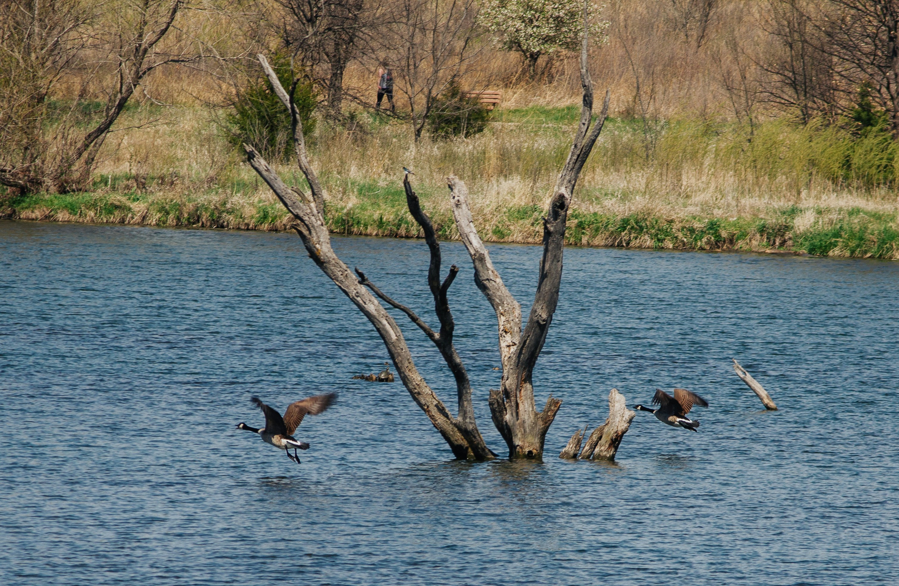 Birds in Flight Around a Weathered Willow on a Calm Lake