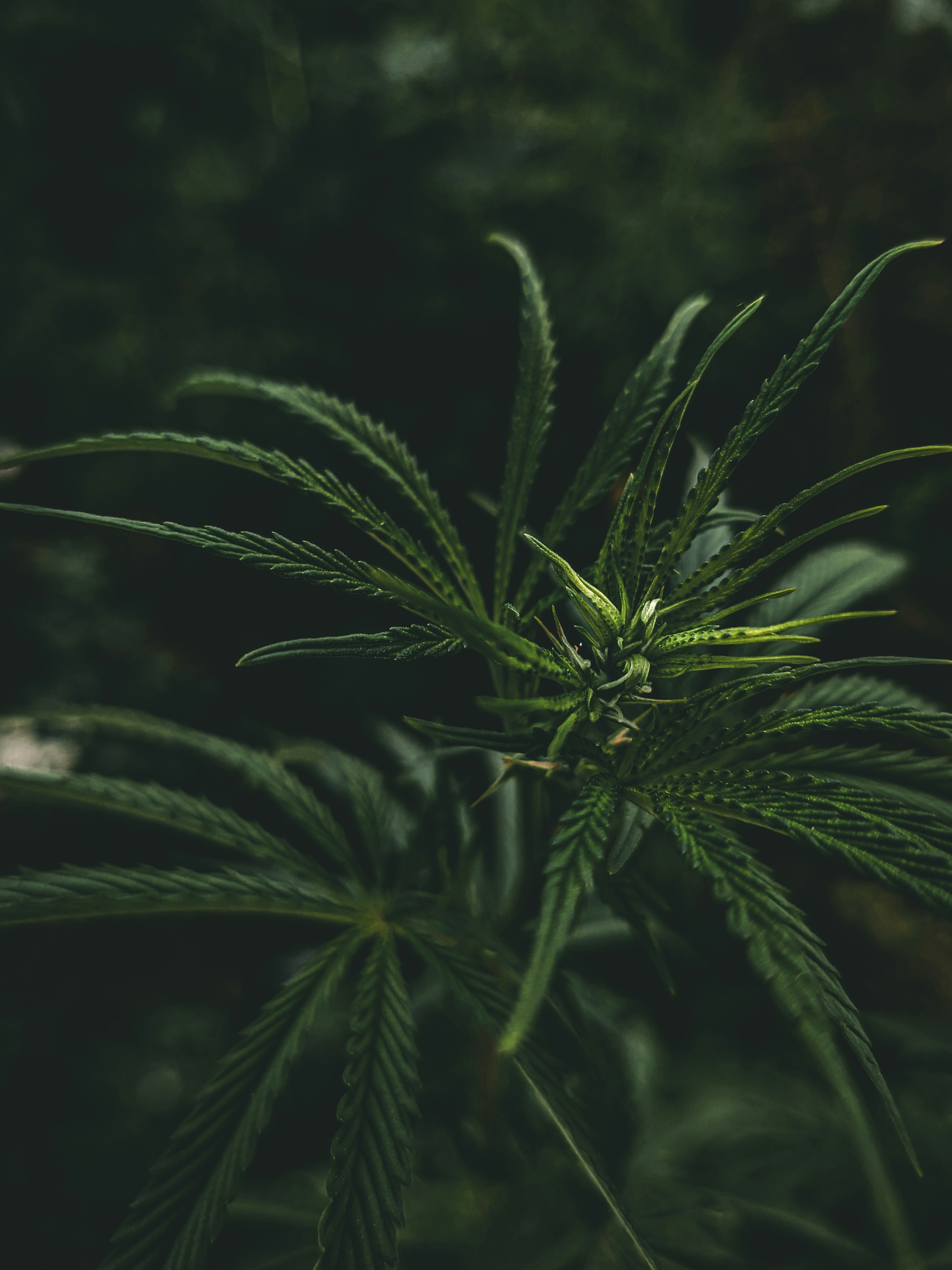 Nature | a close up of a marijuana plant in a forest