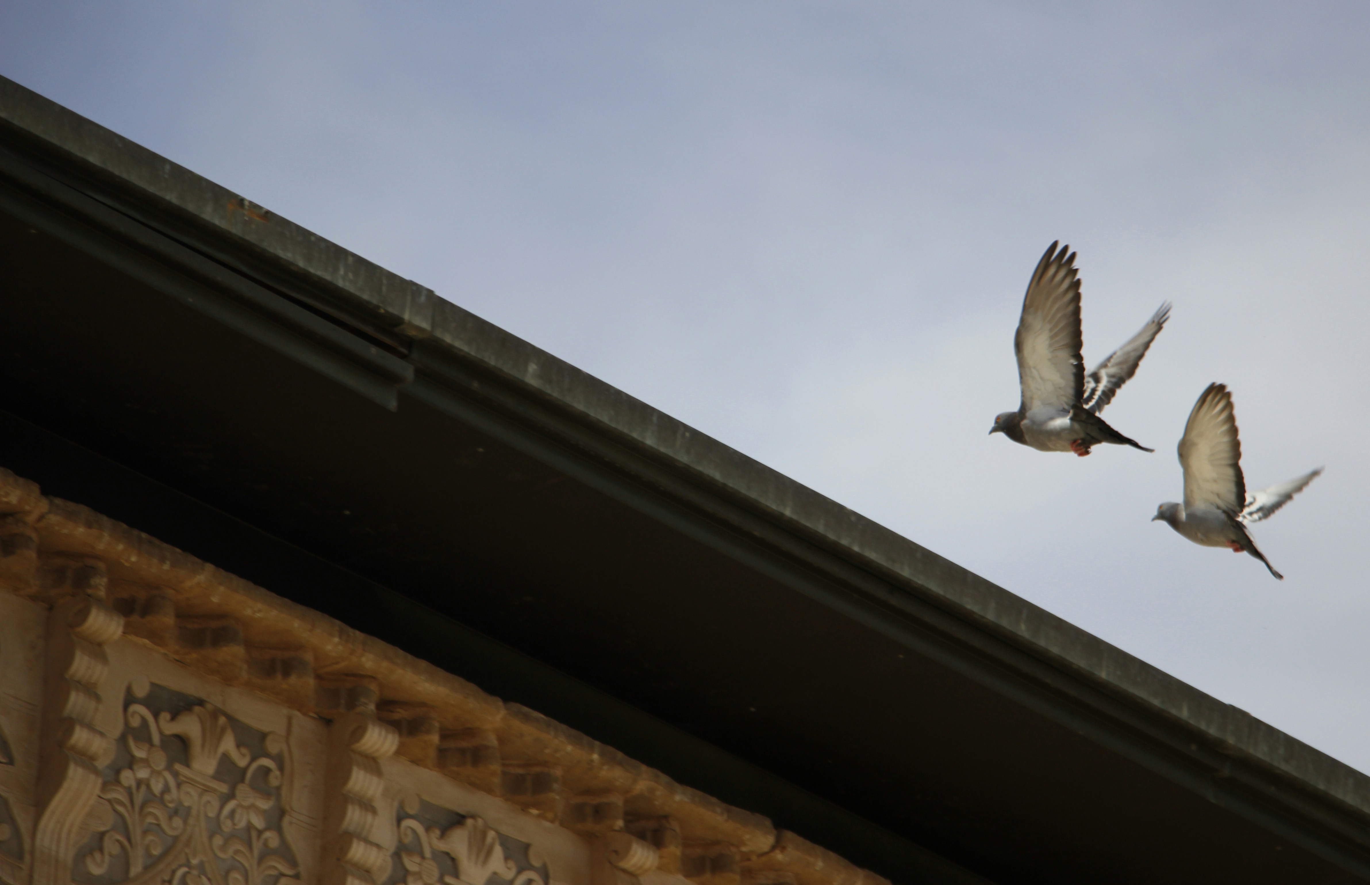 Urban Flight: Pigeons in Motion
