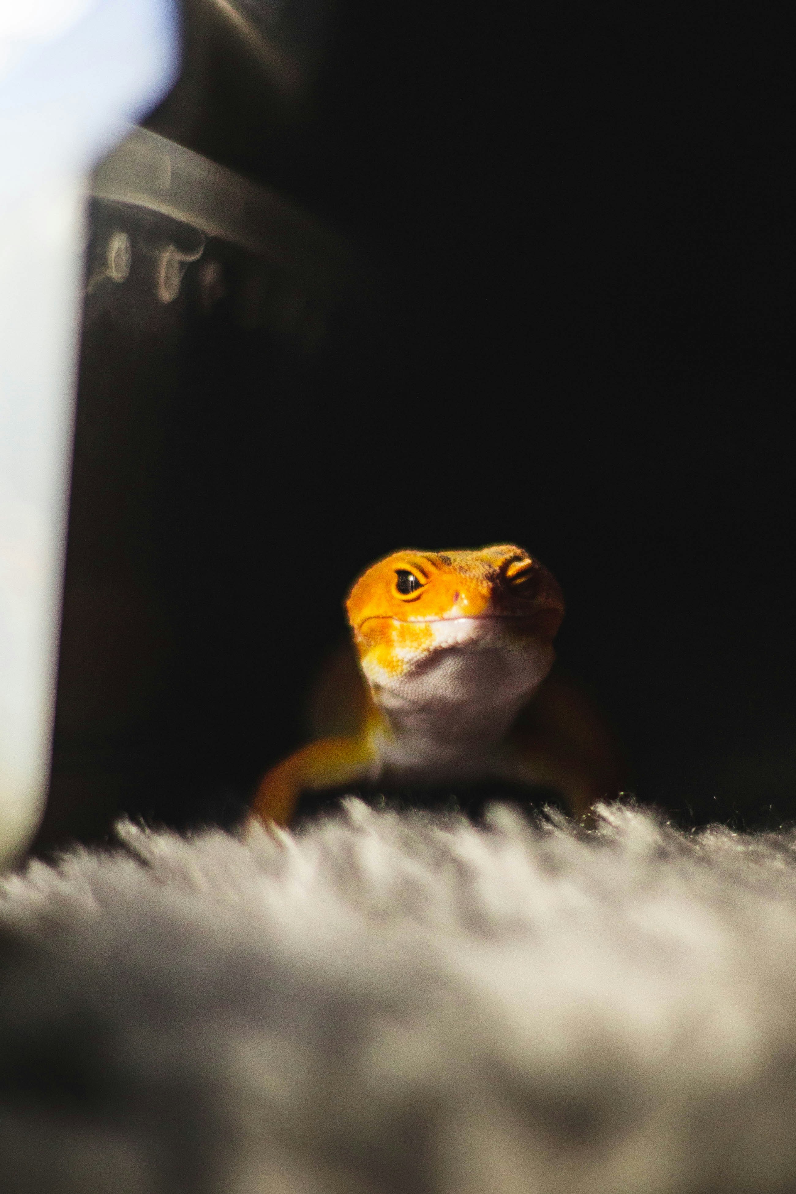 Close-up of a gecko peering curiously from its dark habitat, showcasing its vibrant colors and intricate textures. The image highlights the creature's calm demeanor amidst a shadowy backdrop.