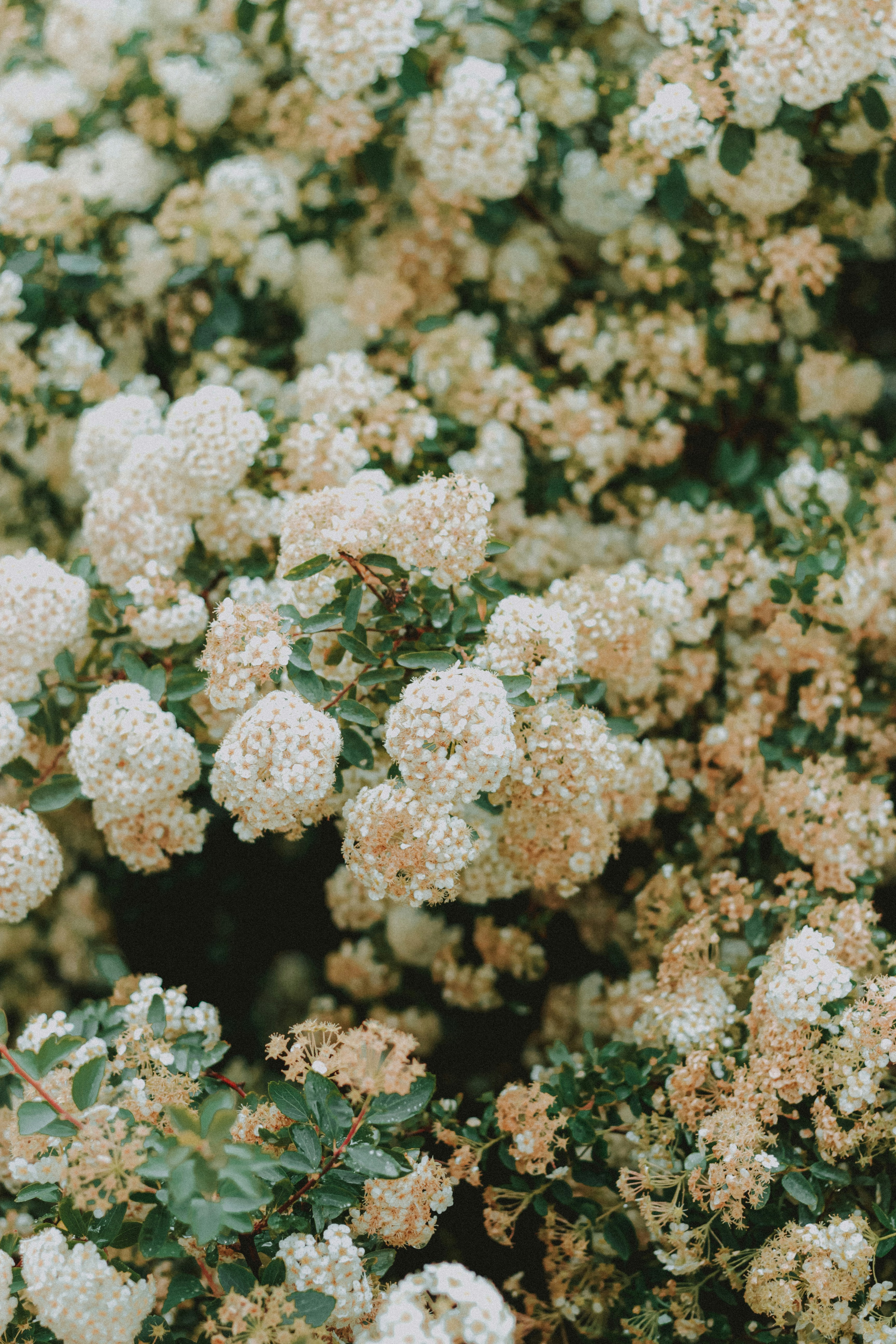 Cream Hydrangea Cloud Draped Across a Quiet Green Hedge