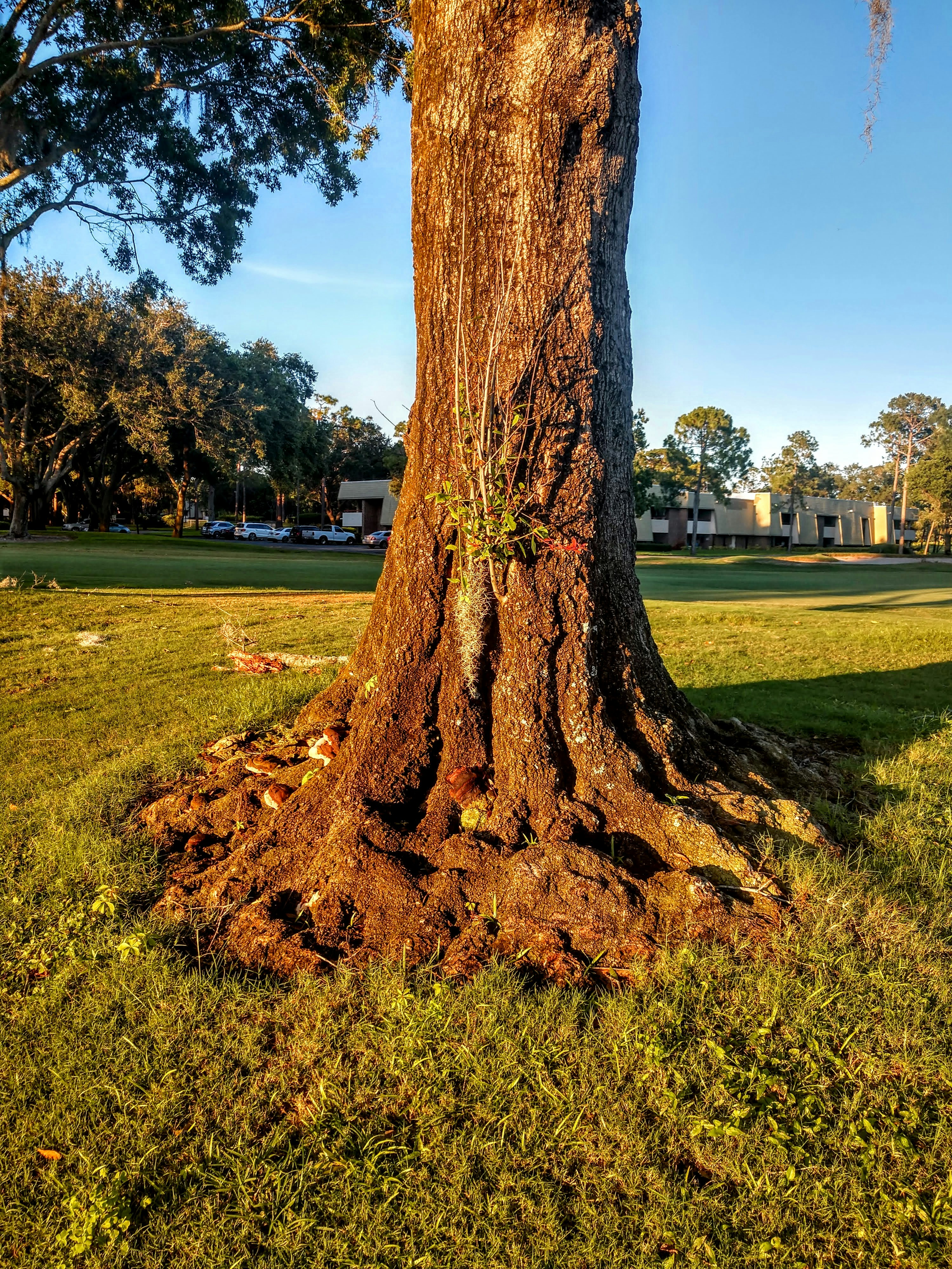 Brown tree trunk on green grass field during daytime photo – Free Tree ...