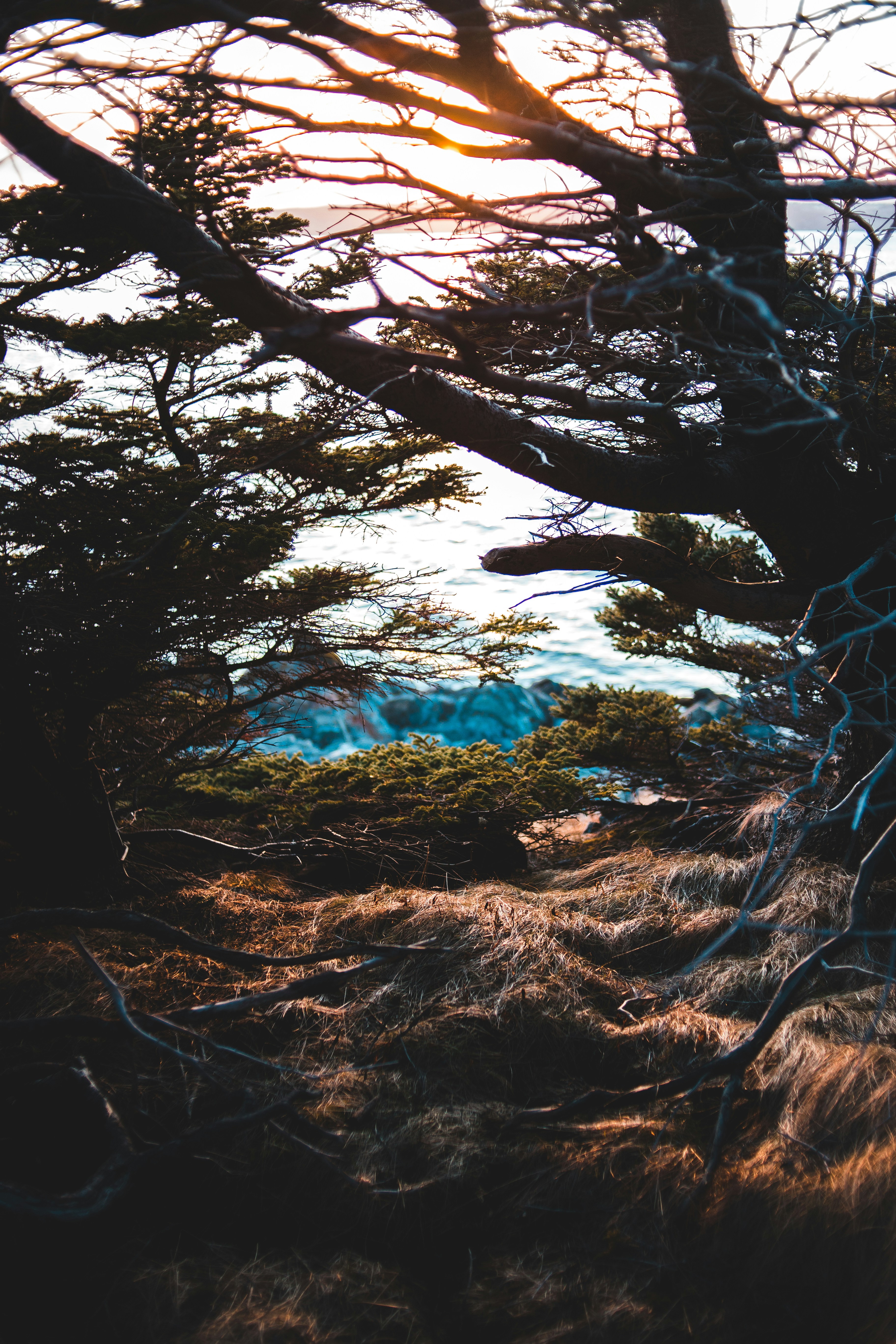 Brown leafless tree near body of water photo – Free Plant Image on Unsplash